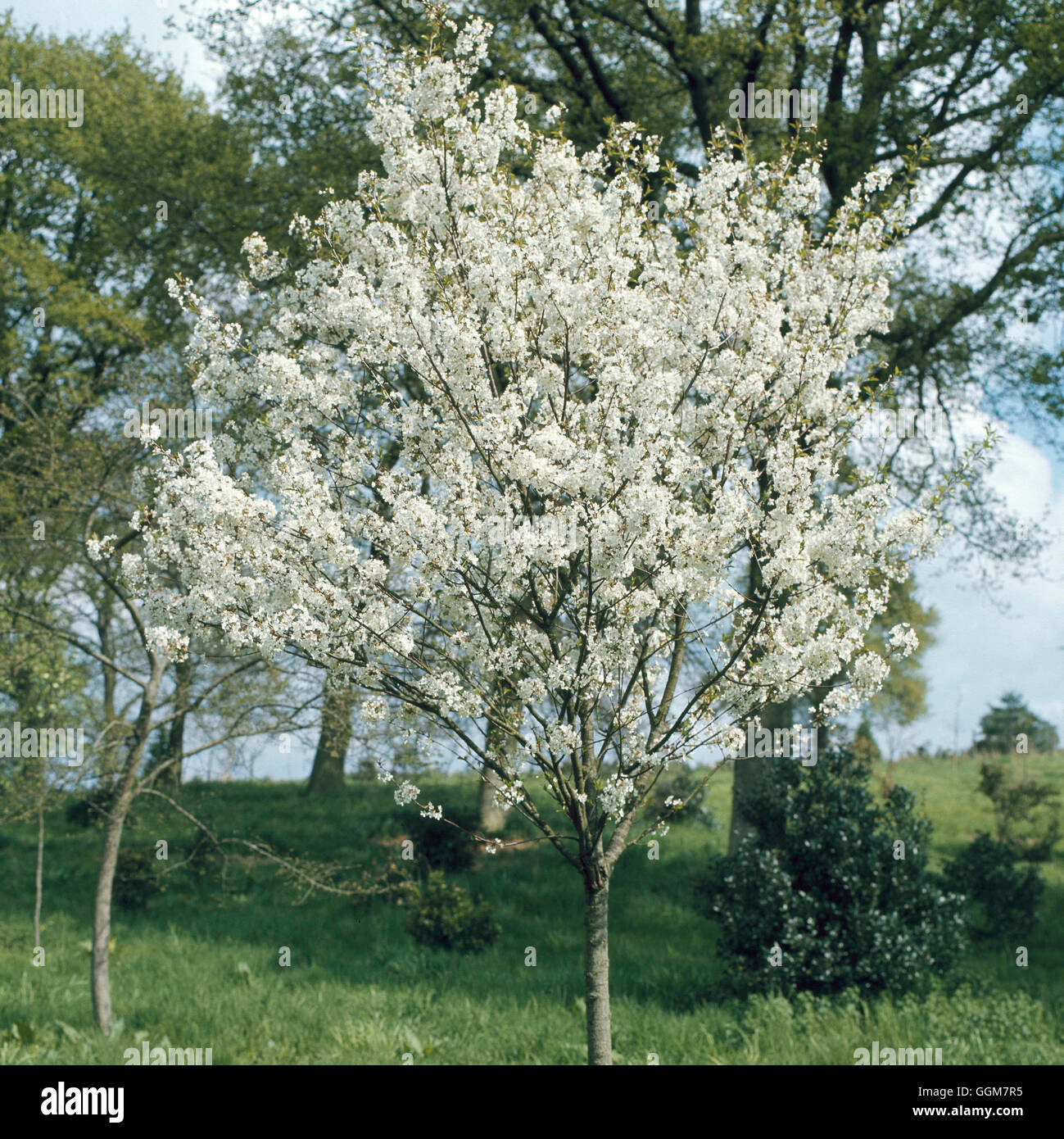 Mazzard hi-res stock photography and images - Alamy