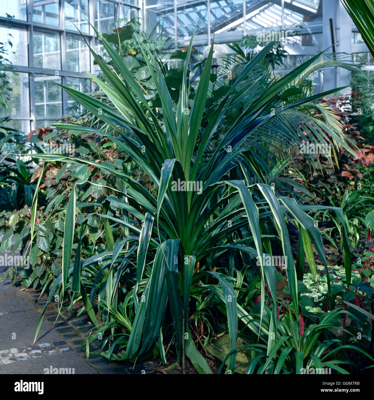 Pandanus veitchii - Variegated Screwpine TRS053758 Stock Photo - Alamy