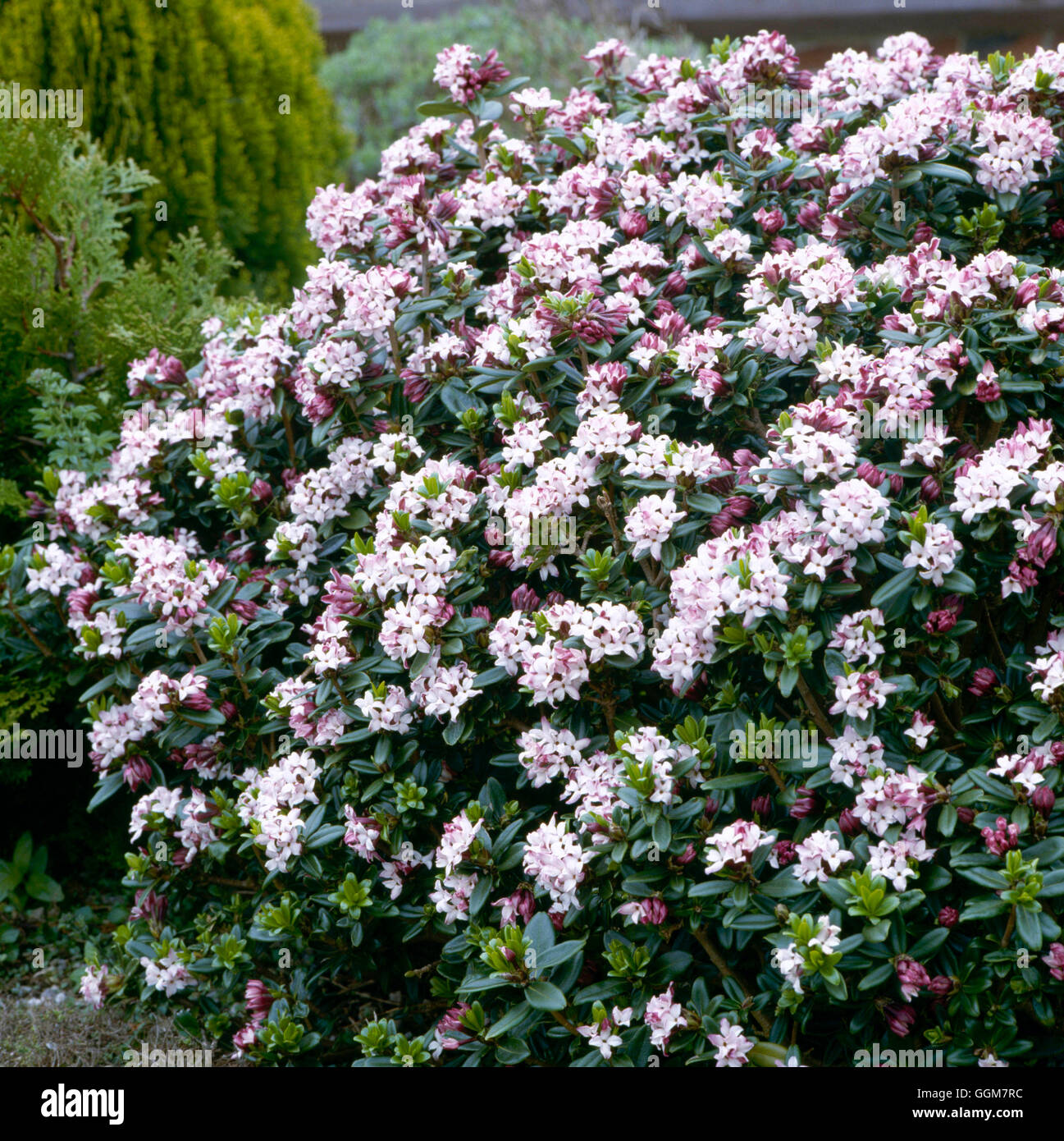 Daphne retusa hi-res stock photography and images - Alamy