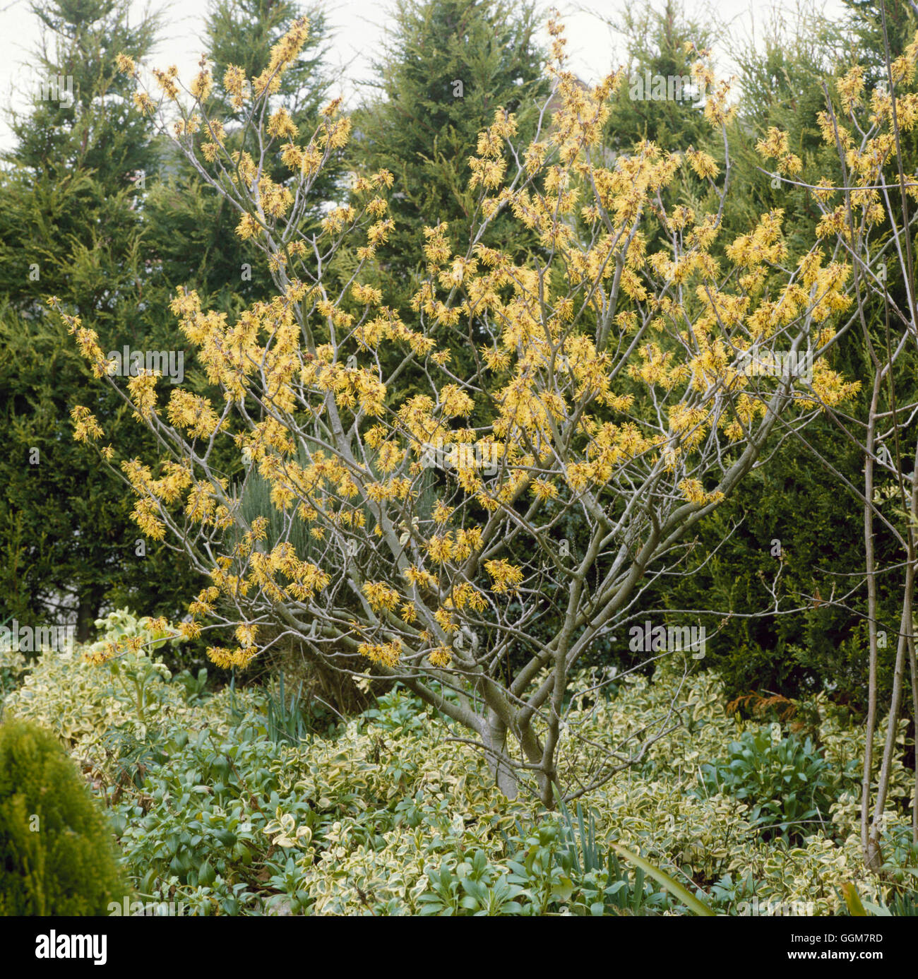 Hamamelismollis hi-res stock photography and images - Alamy