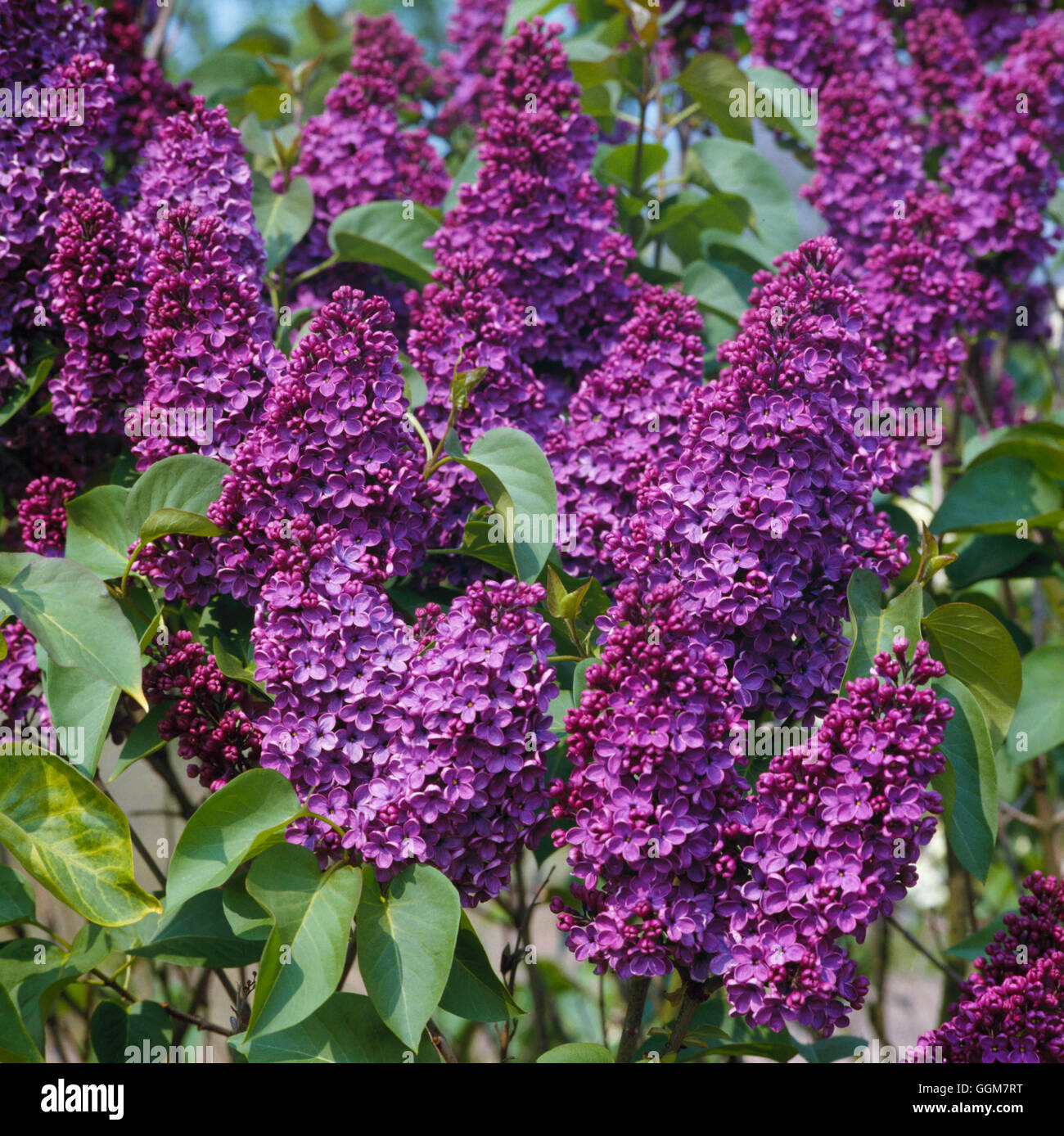 Syringa vulgaris - `Andenken an Ludwig Spath' AGM - (Syn S v `Souvenir ...
