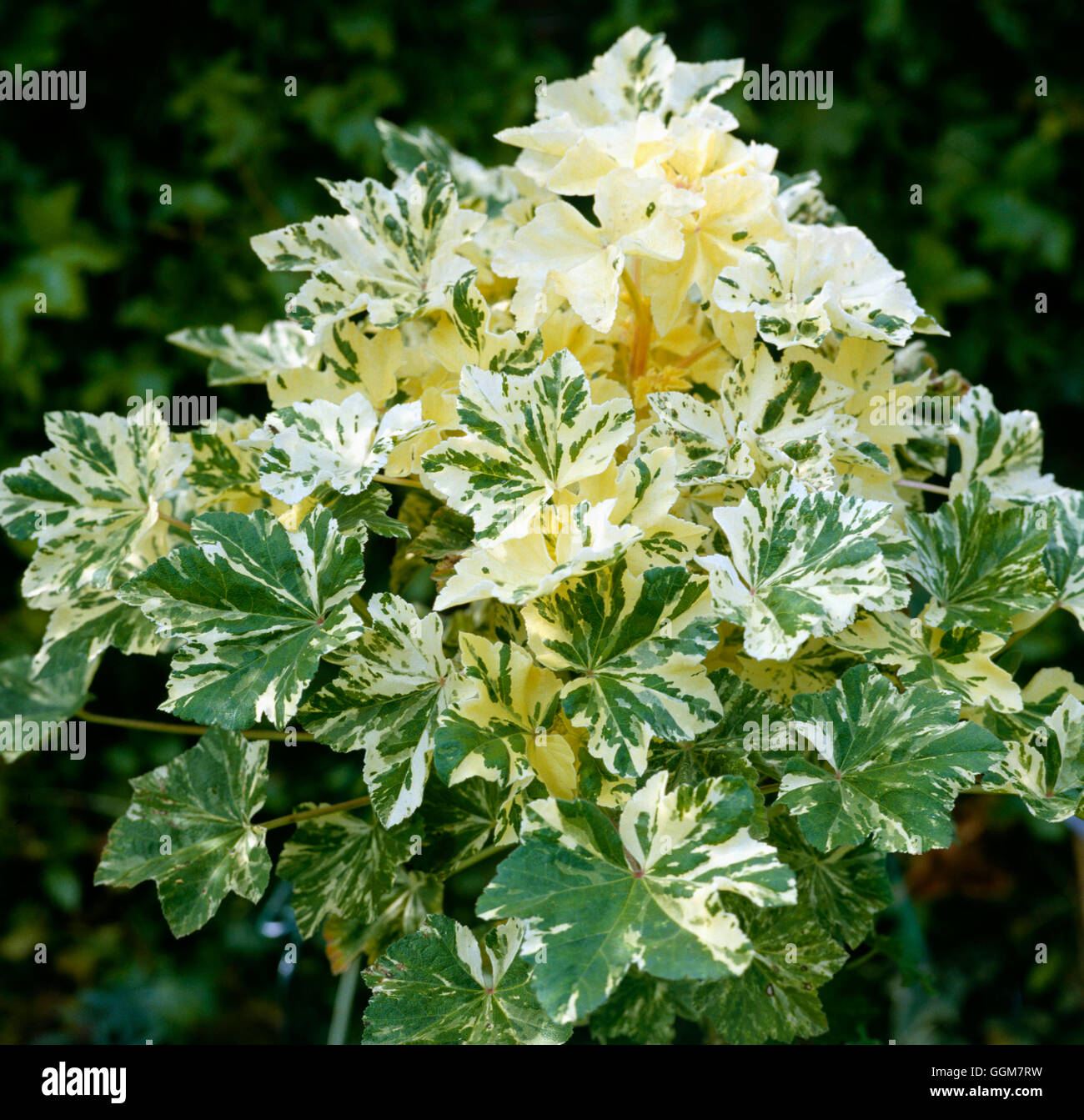 Variegated tree mallow hi-res stock photography and images - Alamy