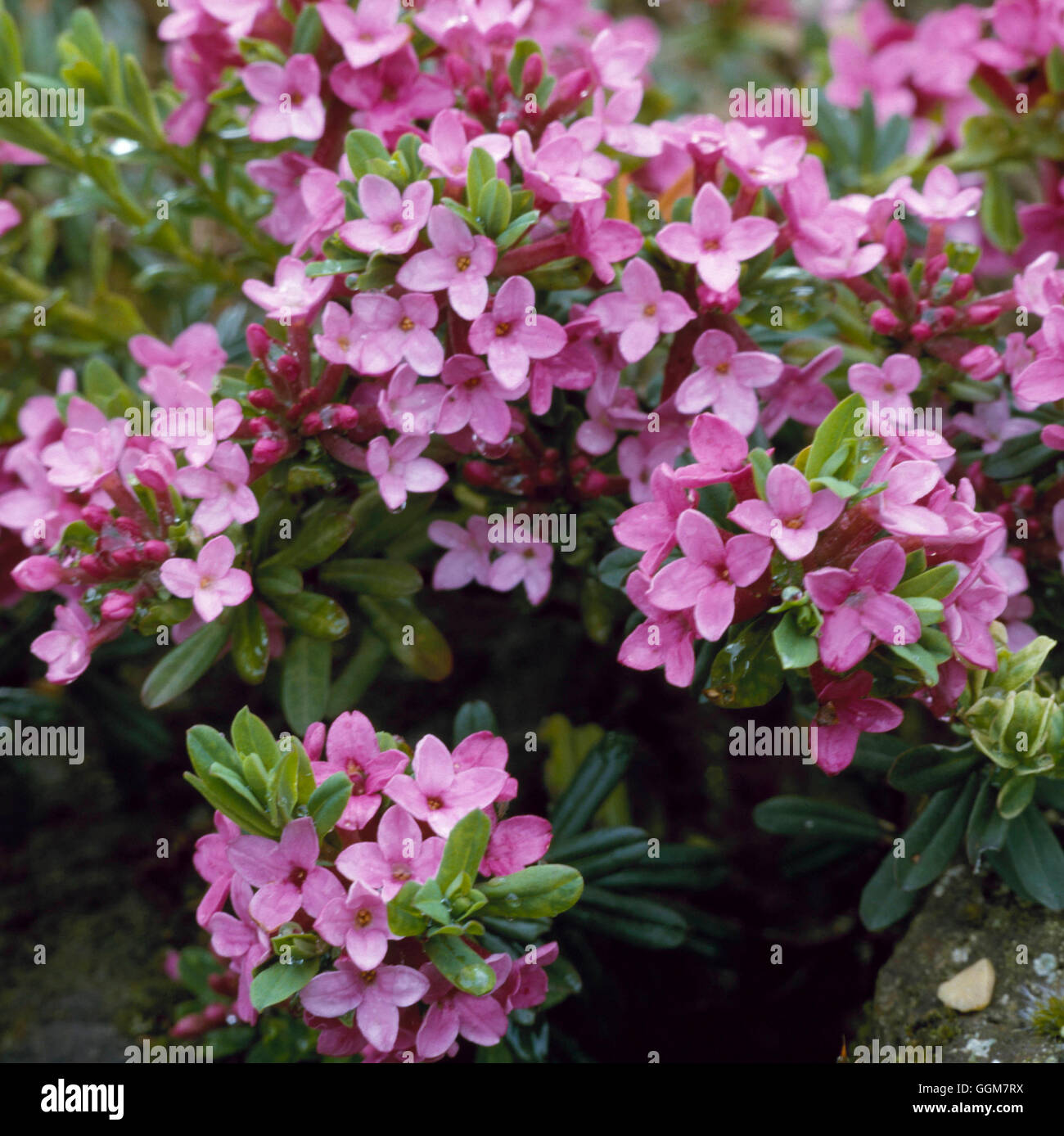 Garland flower daphne cneorum hi-res stock photography and images - Alamy