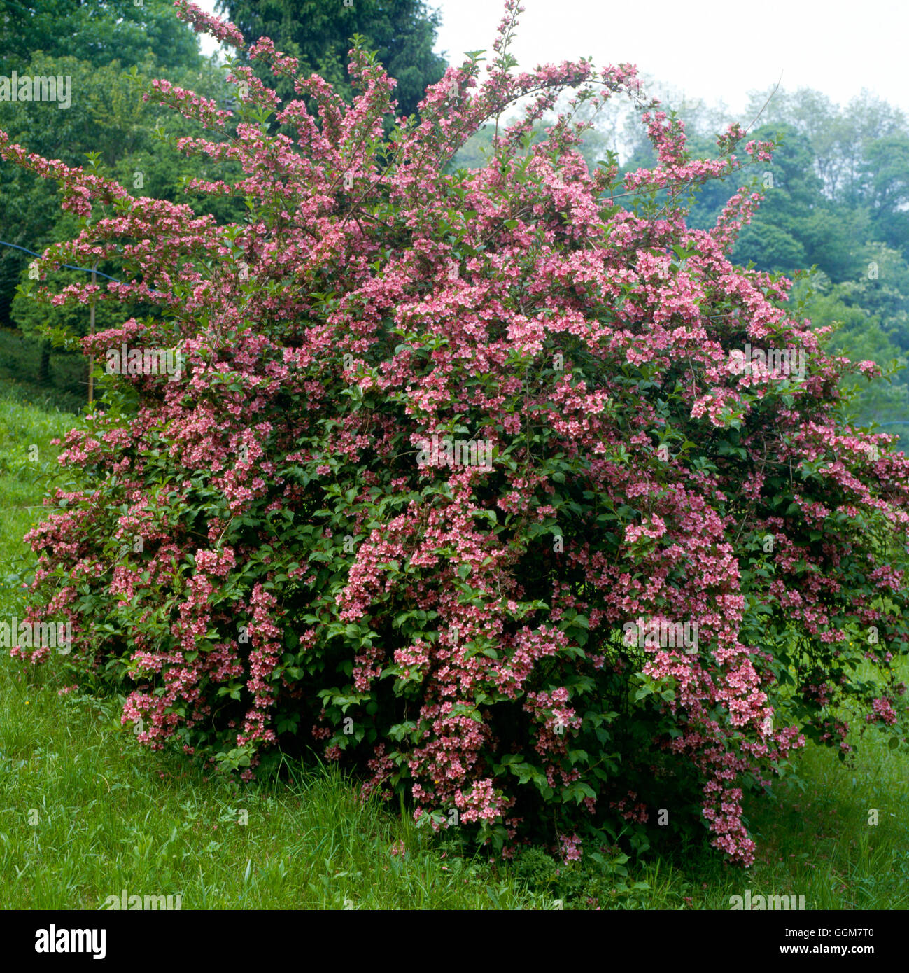 Weigela weigela florida hi-res stock photography and images - Alamy