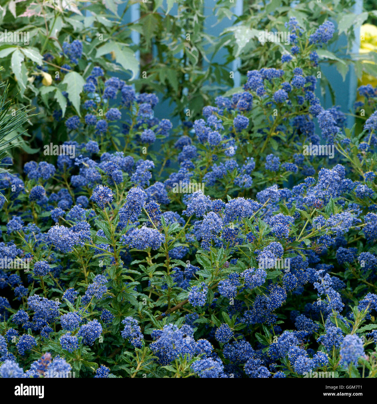 Ceanothus blue hi-res stock photography and images - Alamy