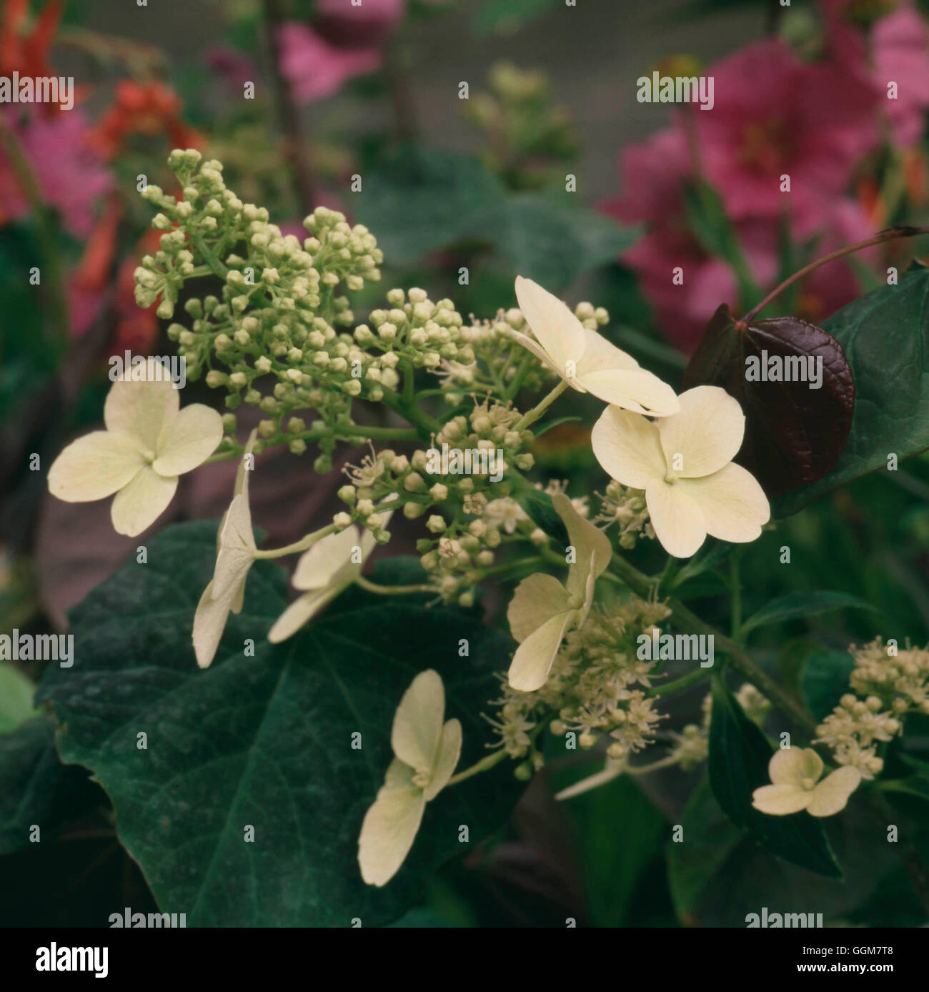 Hydrangea paniculata kyushu hi-res stock photography and images - Alamy