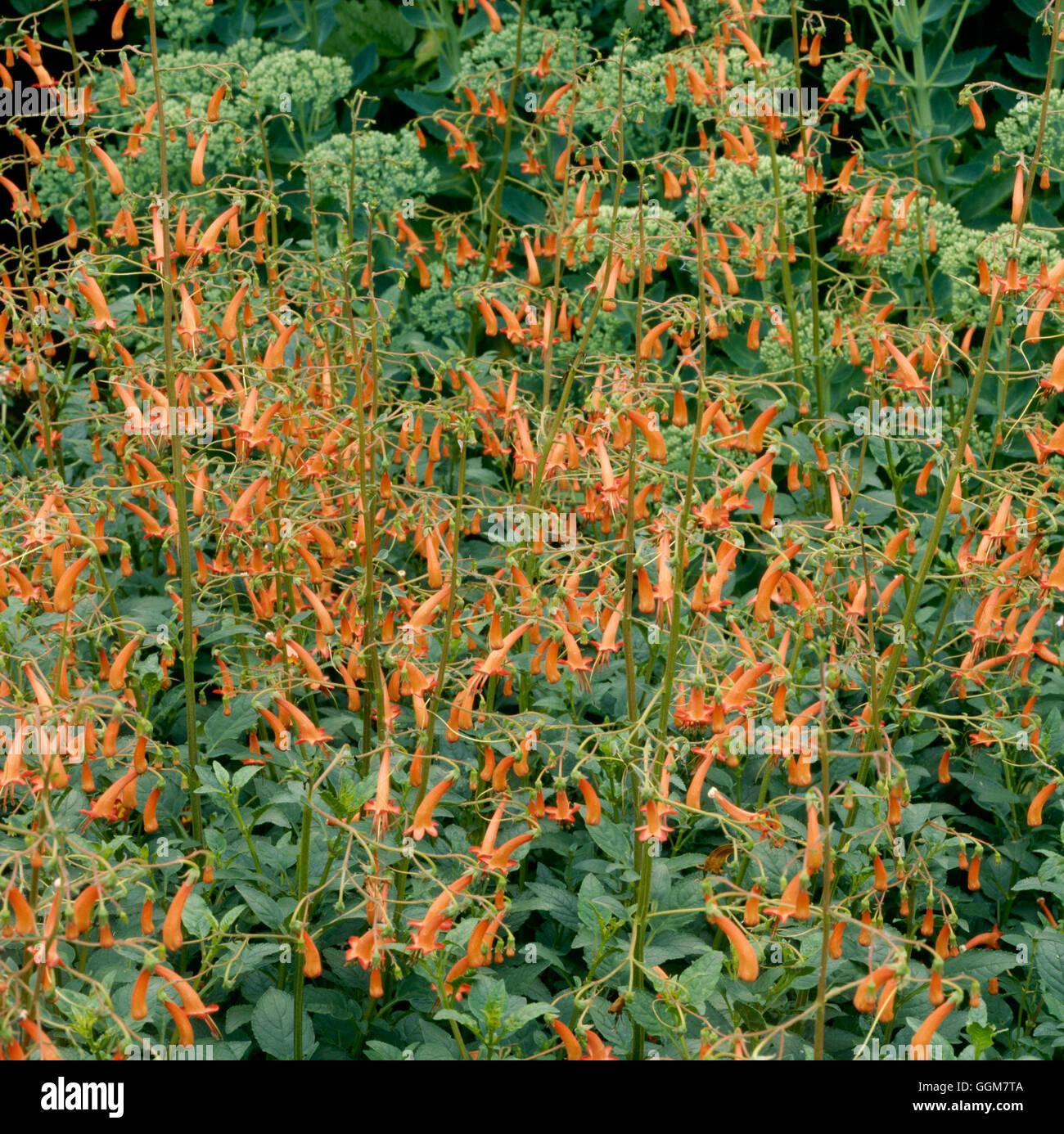 Phygelius x rectus - `Salmon Leap' AGM TRS057456 Stock Photo - Alamy