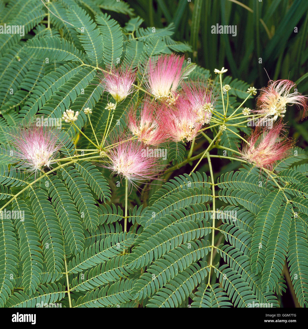 Albizia julibrissin - Silk Tree TRS057597 Stock Photo - Alamy