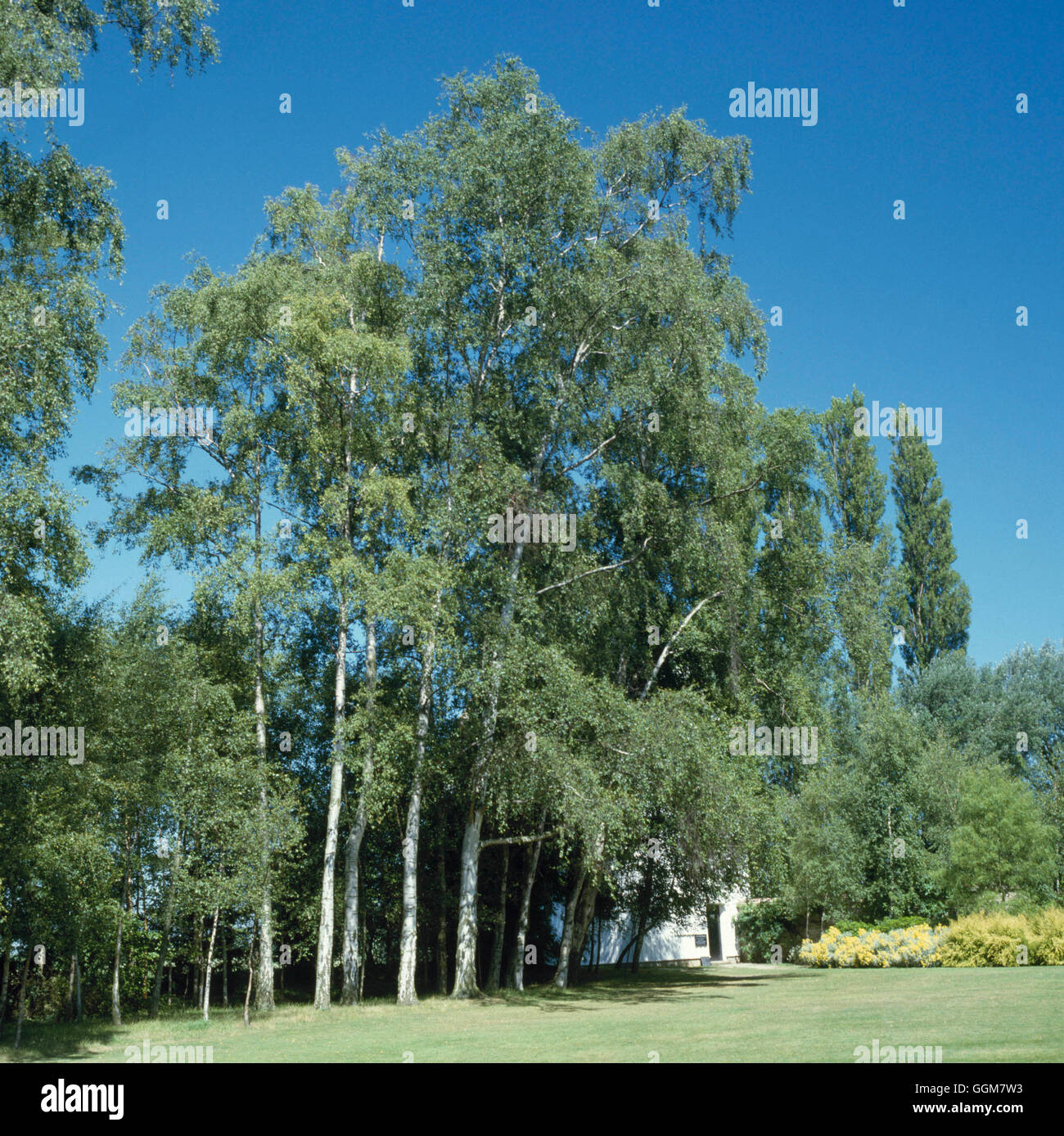 Common birch hi-res stock photography and images - Alamy