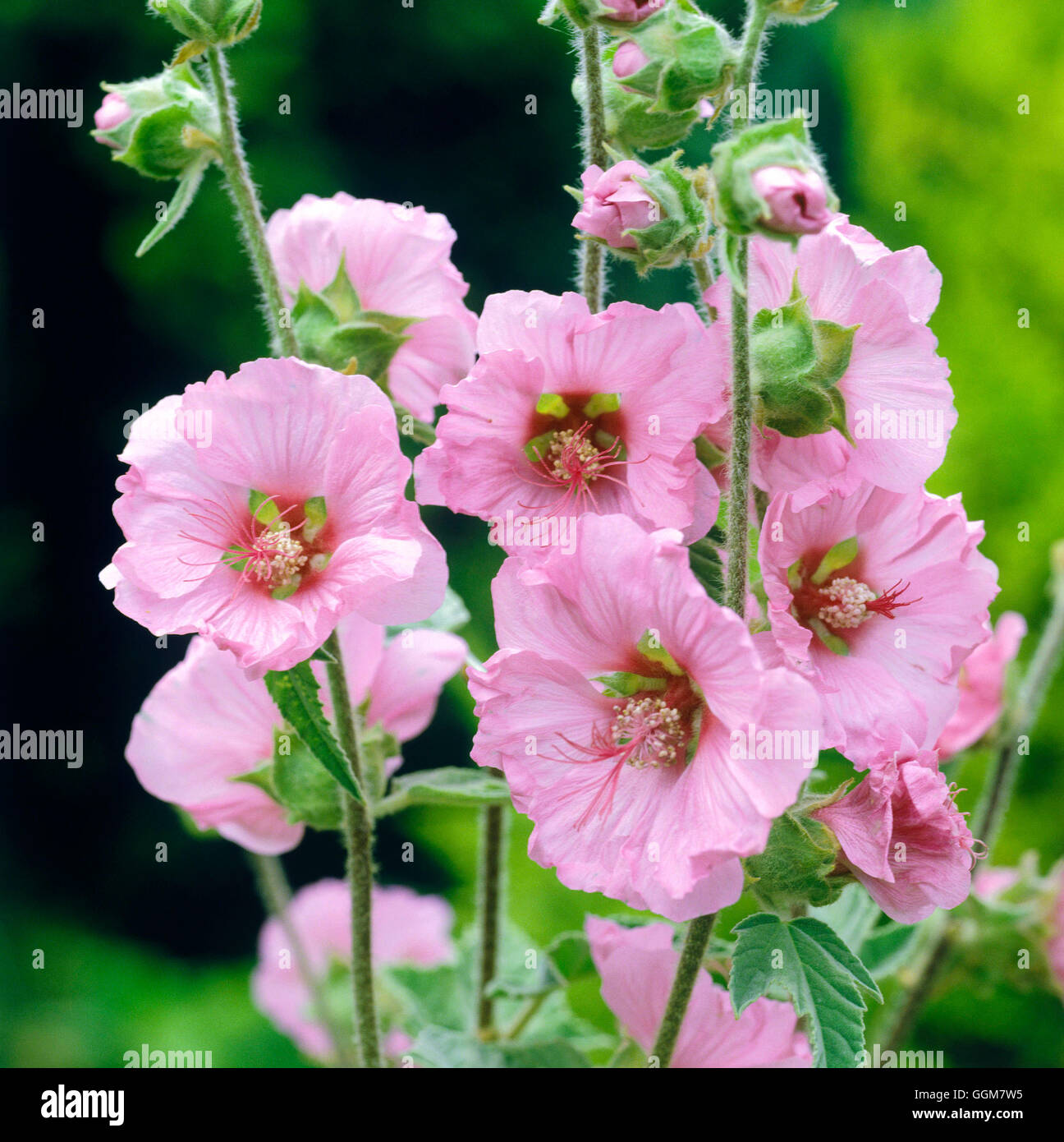 Lavatera pink frills hi-res stock photography and images - Alamy