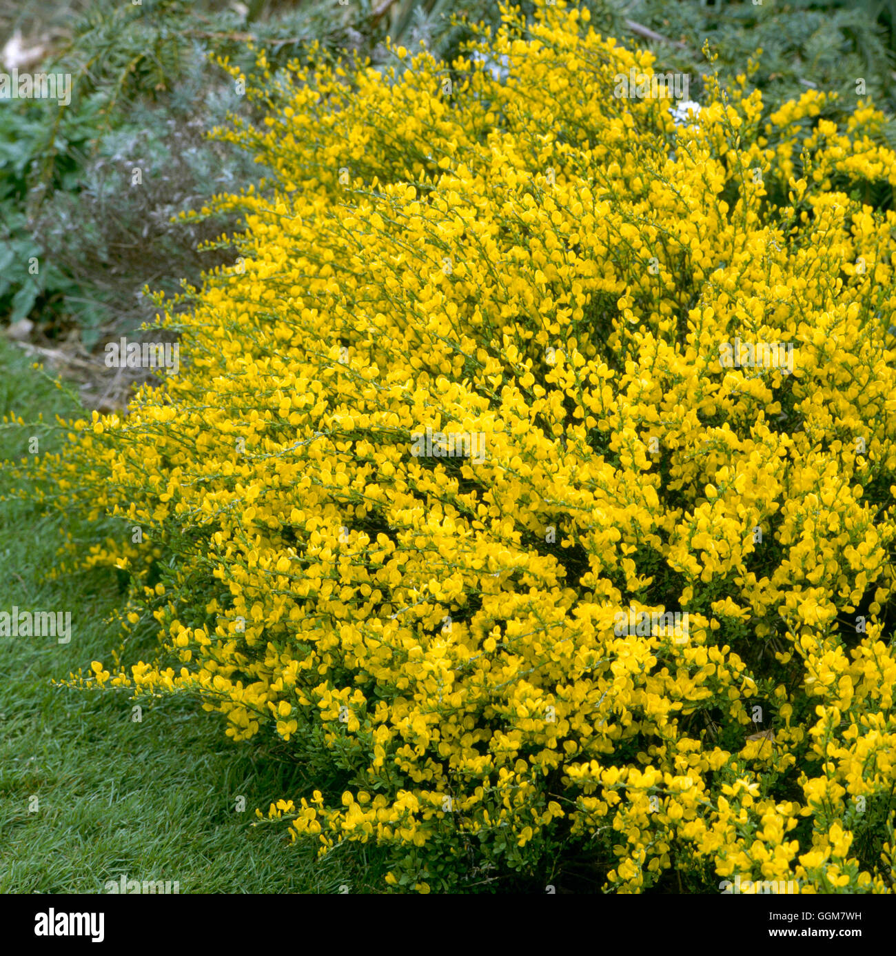 Cytisus x beanii hi-res stock photography and images - Alamy