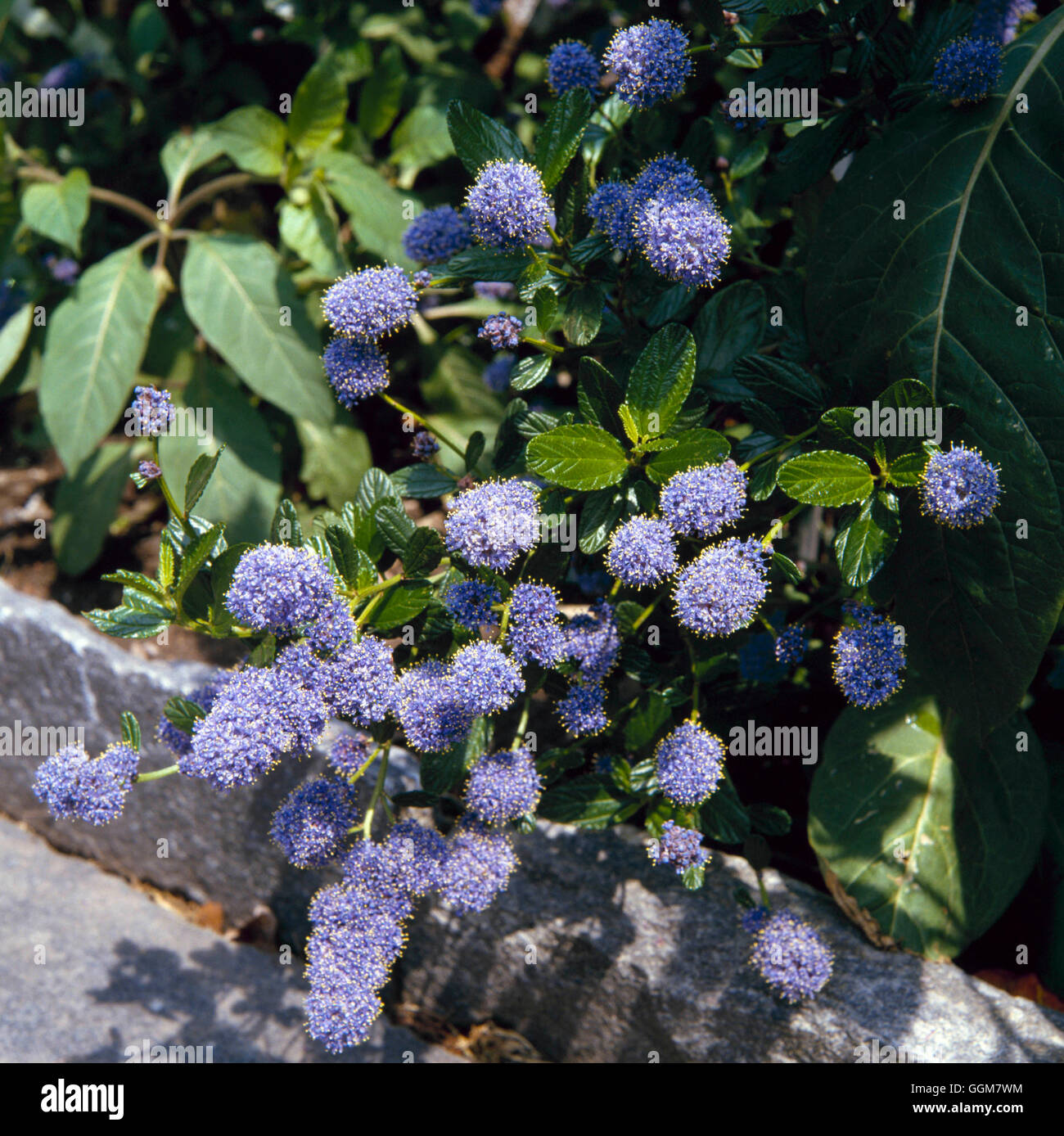 Ceanothus blue hi-res stock photography and images - Alamy