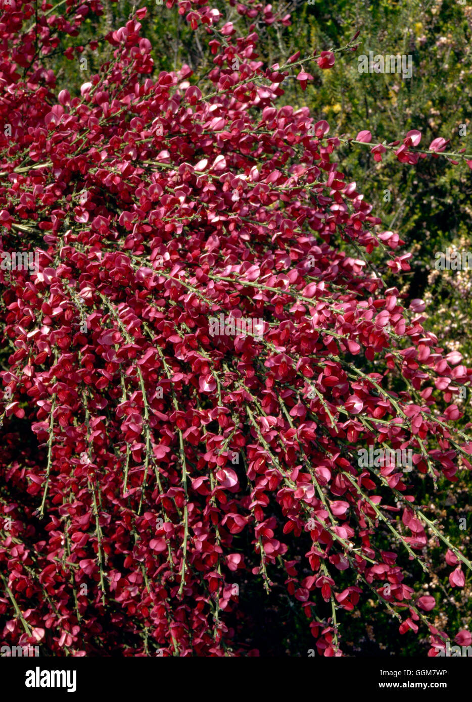 Ruby cytisus hi-res stock photography and images - Alamy