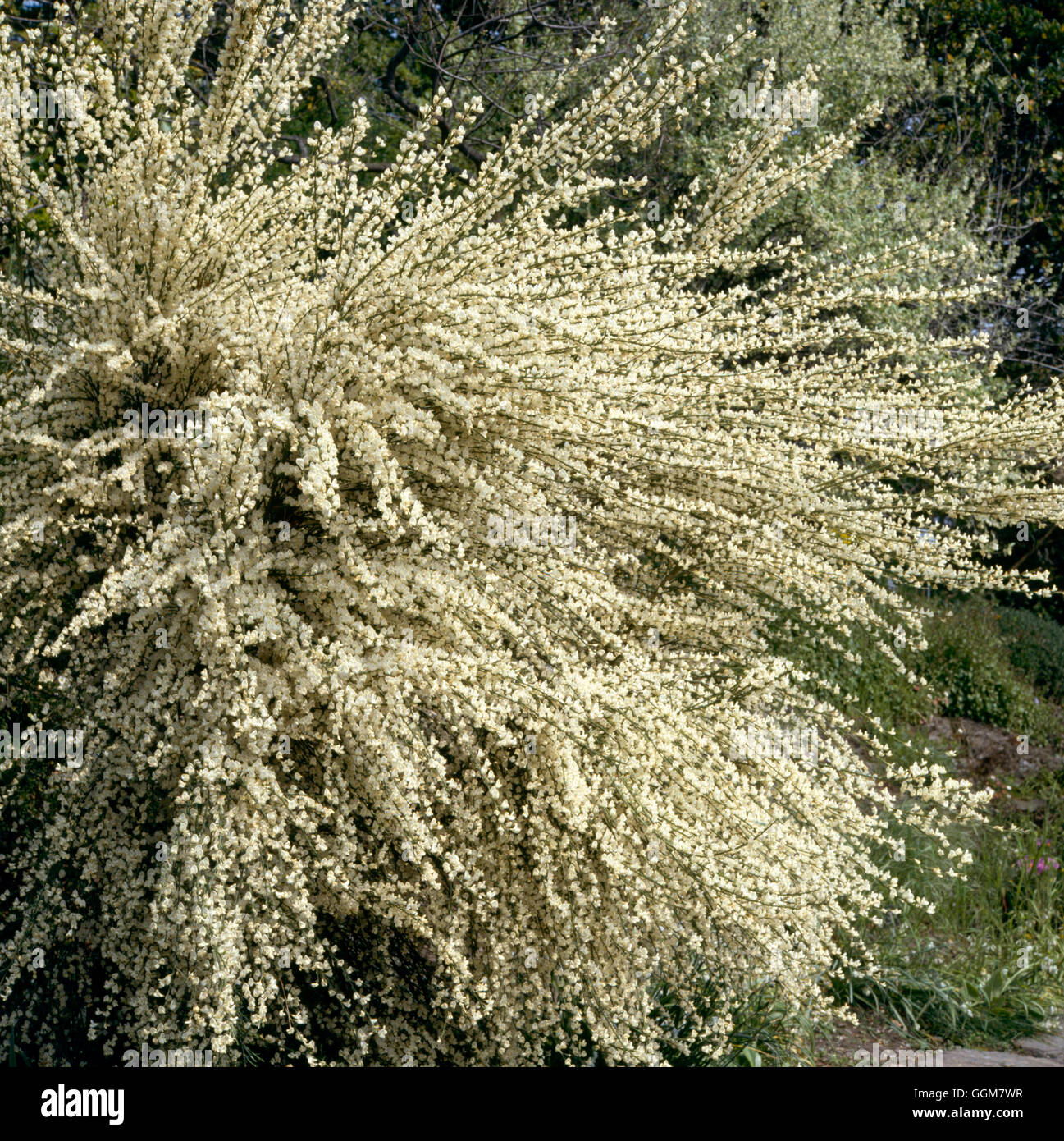 Cytisus x praecox hi-res stock photography and images - Alamy