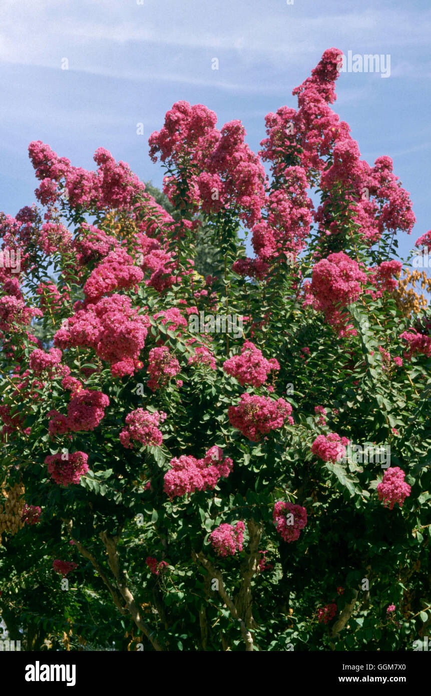 Lagerstroemia indica - Crape Myrtle TRS060060 Stock Photo - Alamy