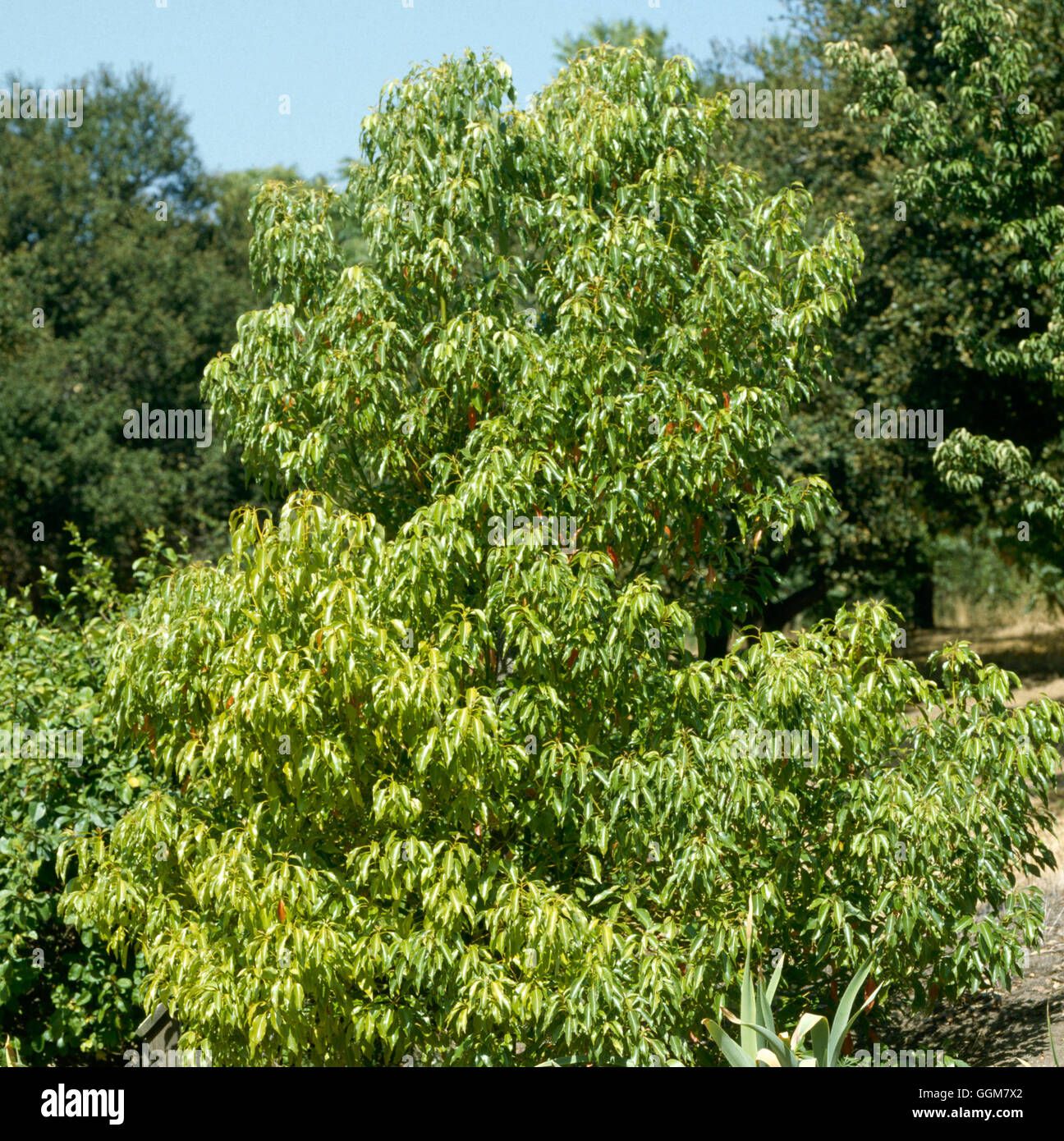 Camphor tree cinnamomum camphora hi-res stock photography and images ...