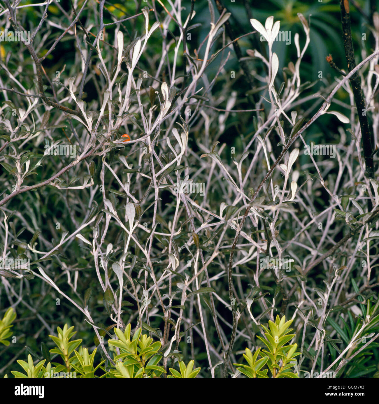 Corokiaxvirgata hi-res stock photography and images - Alamy