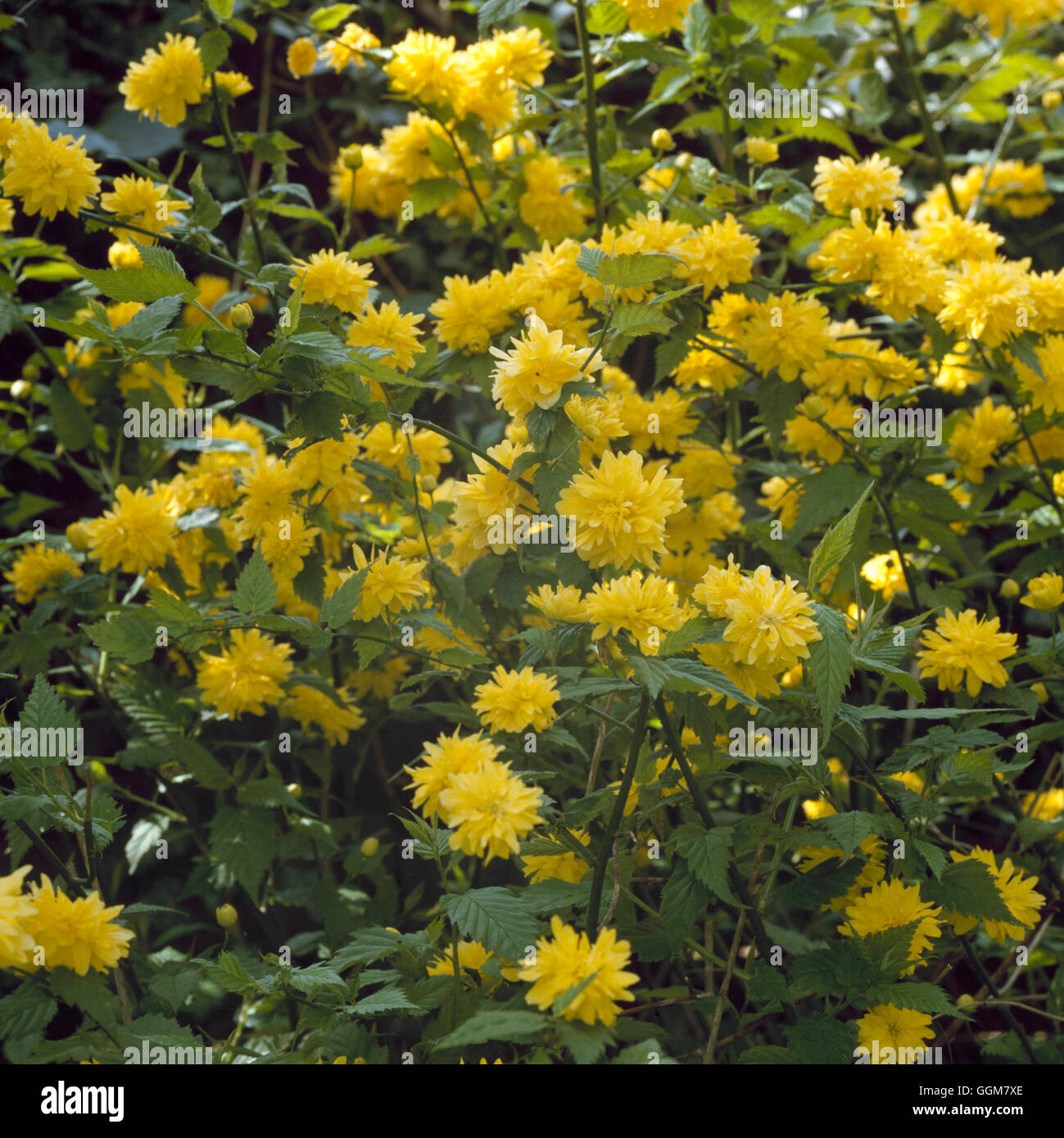Kerria japonica pleniflora hi-res stock photography and images - Alamy