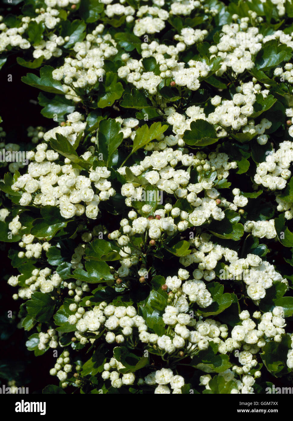 Crataegus laevigata - `Plena' TRS062158 Stock Photo - Alamy