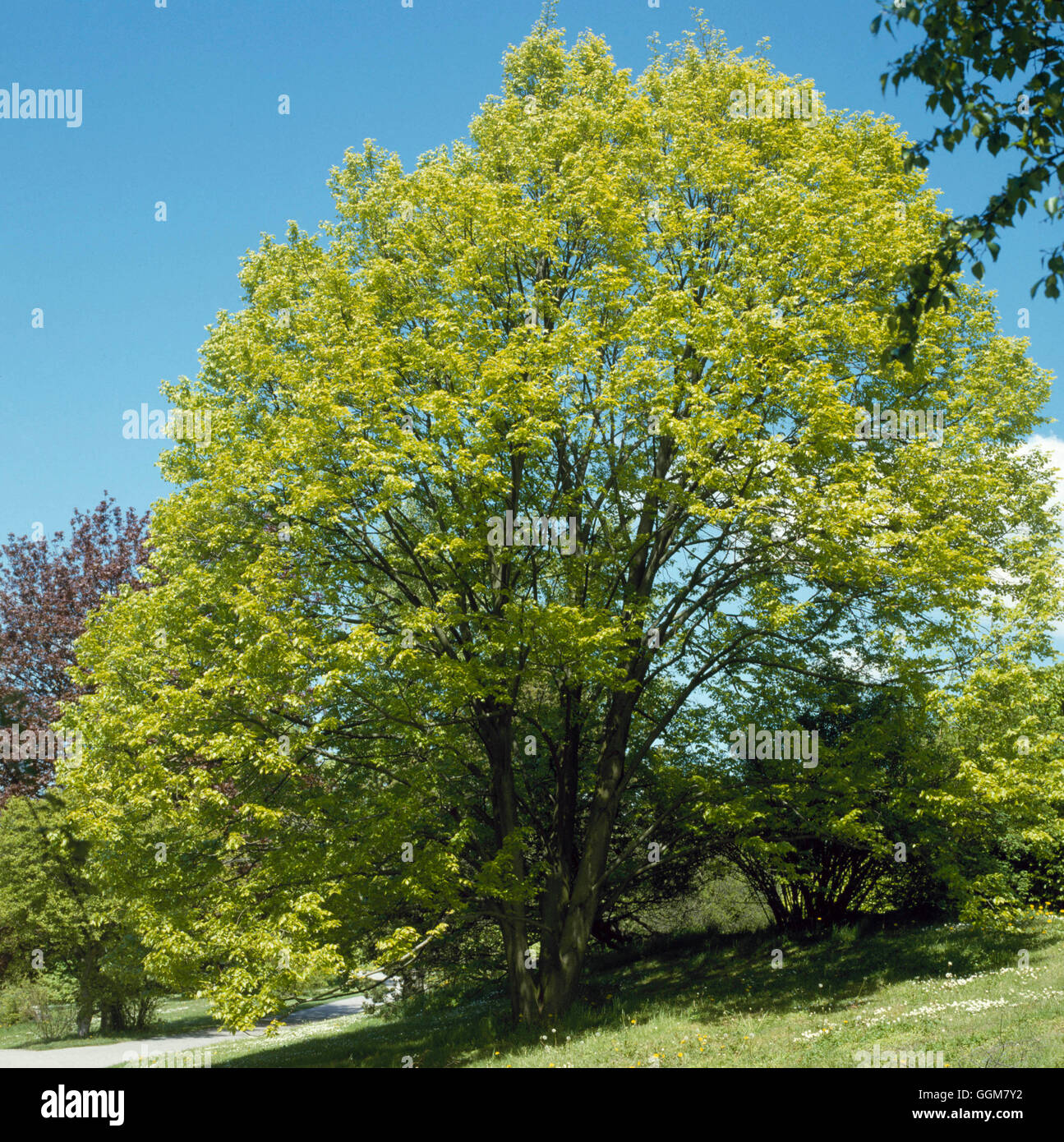 Mongolica hi-res stock photography and images - Alamy