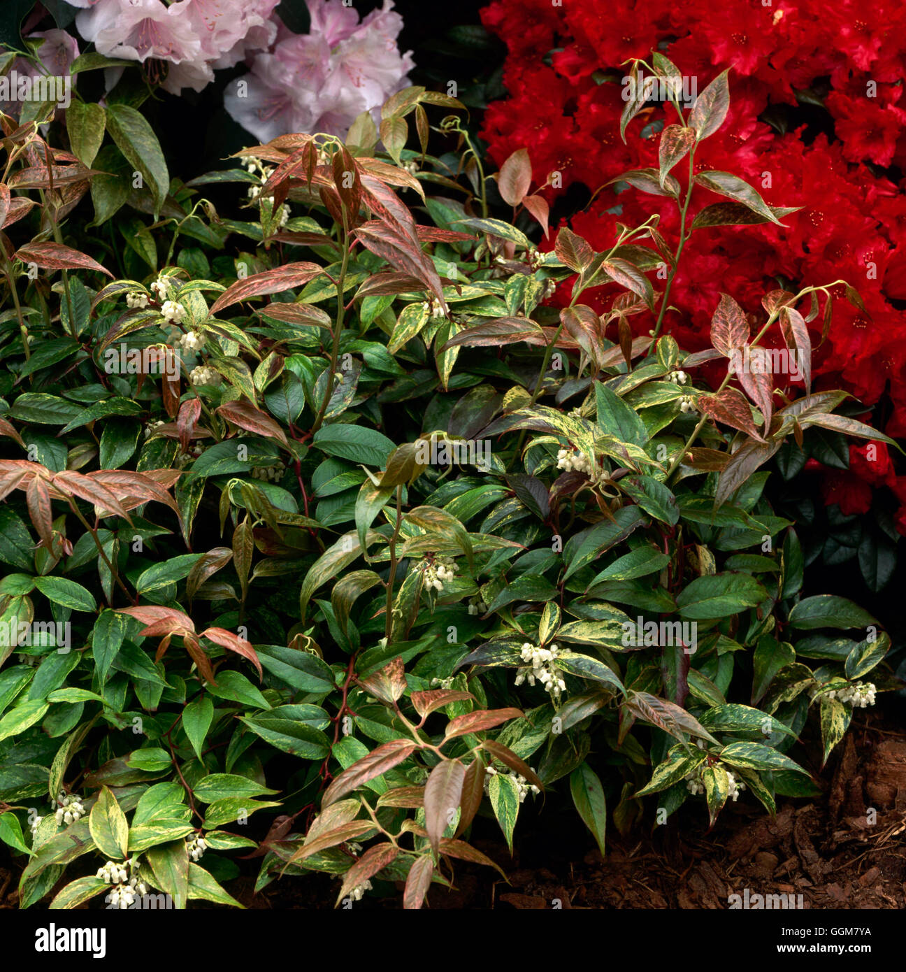 Leucothoe fontanesiana - `Rainbow' TRS062984 Stock Photo - Alamy
