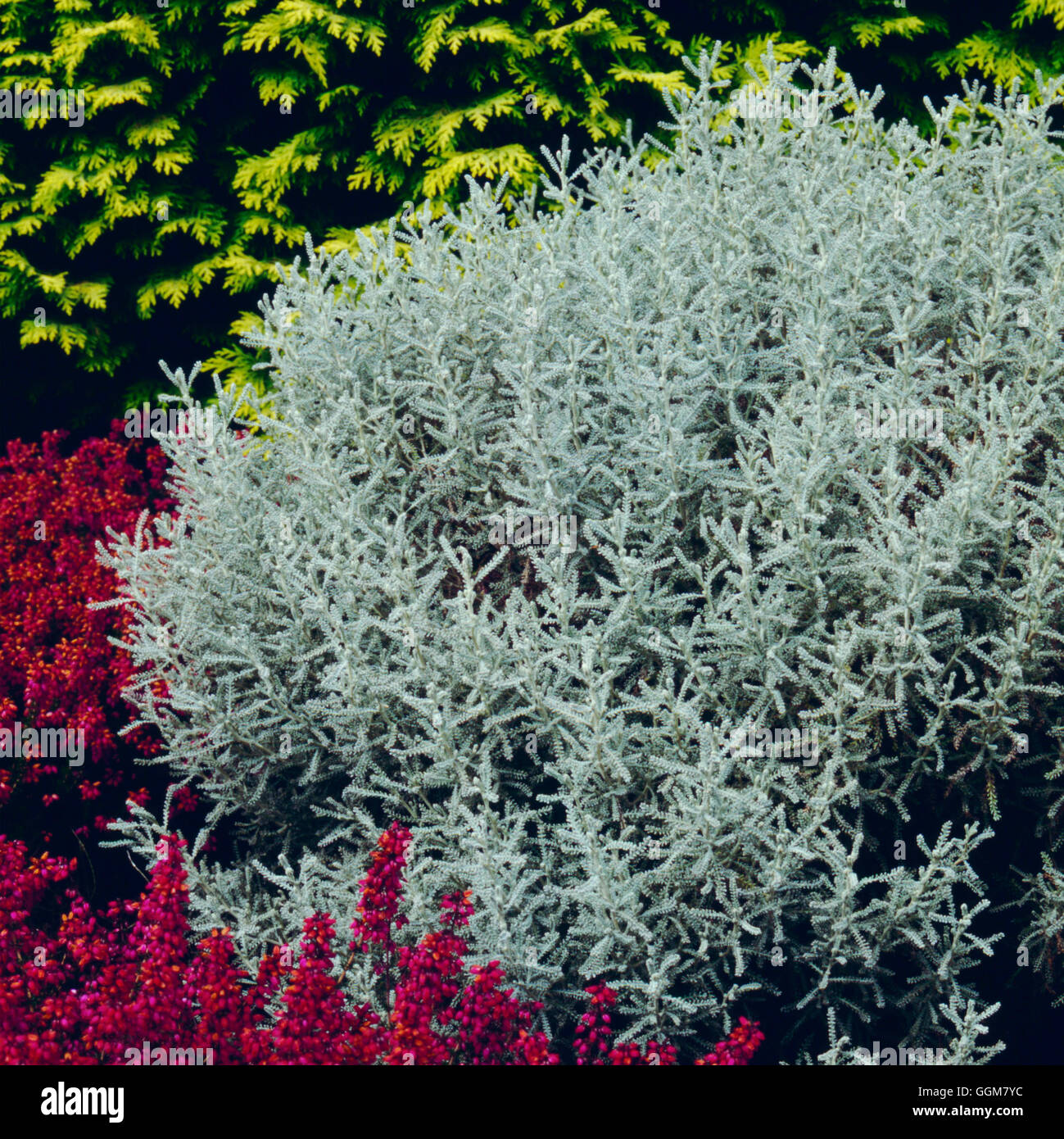 Lavender cotton santolina chamaecyparissus hi-res stock photography and ...