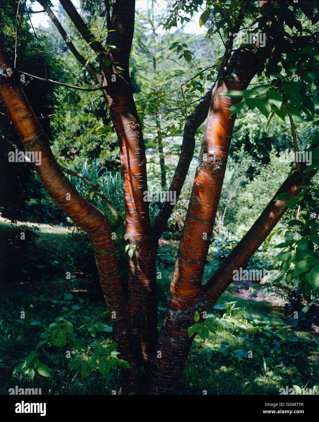 Prunus bark hi-res stock photography and images - Alamy