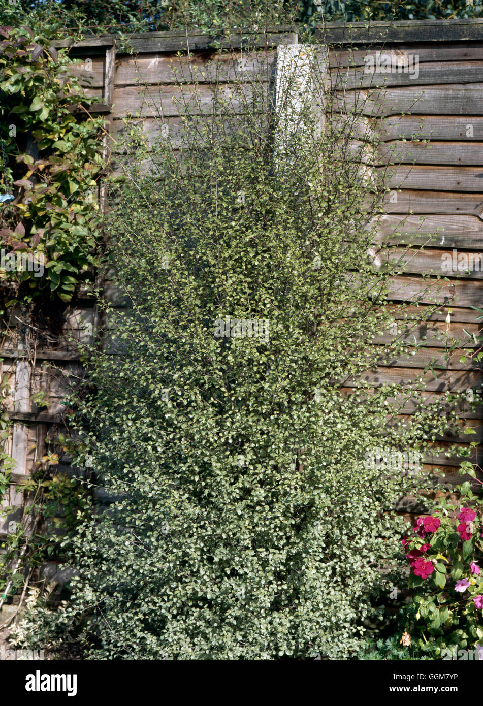 Pittosporum tenuifolium - `Silver Sheen' TRS064604 Stock Photo - Alamy