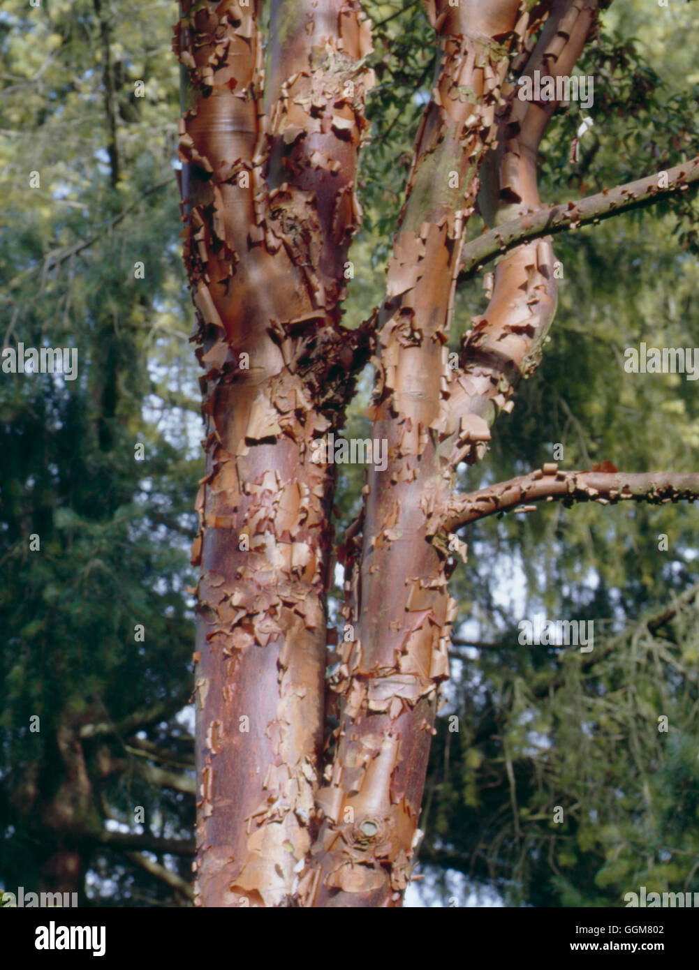 Acergriseum hi-res stock photography and images - Alamy