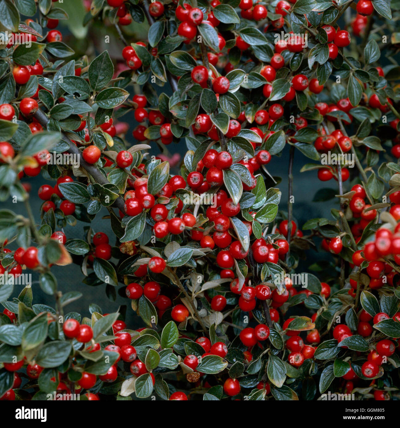 Cotoneaster franchetii hi-res stock photography and images - Alamy