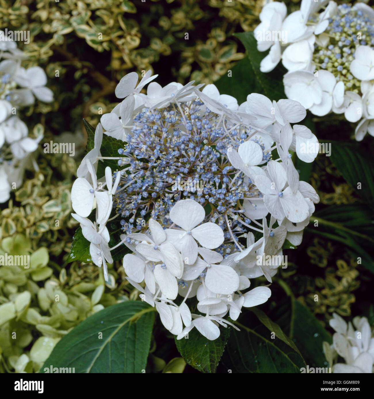 Hydrangea macrophylla - `Libelle' (Lacecap) TRS065339 Stock Photo - Alamy