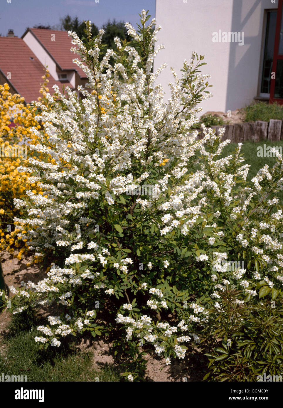 Exochorda x macrantha - `The Bride' AGM TRS066775 Stock Photo - Alamy