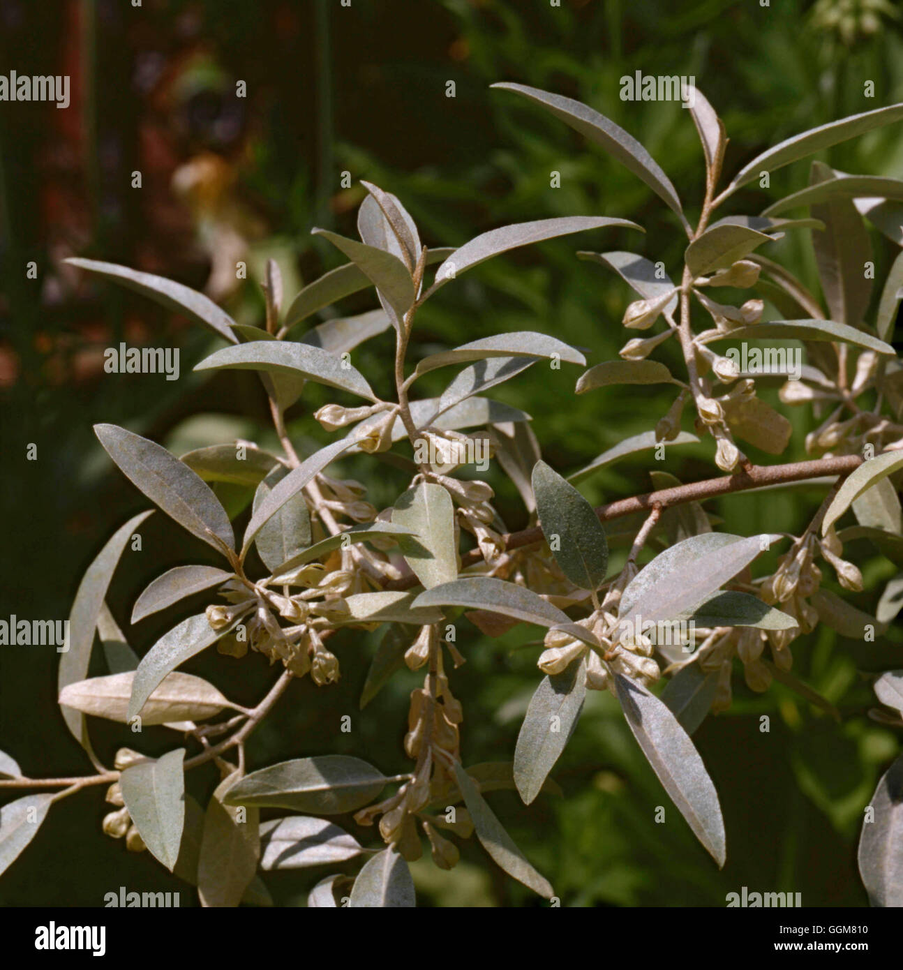 Elaeagnus - `Quicksilver' AGM TRS066839 Stock Photo - Alamy