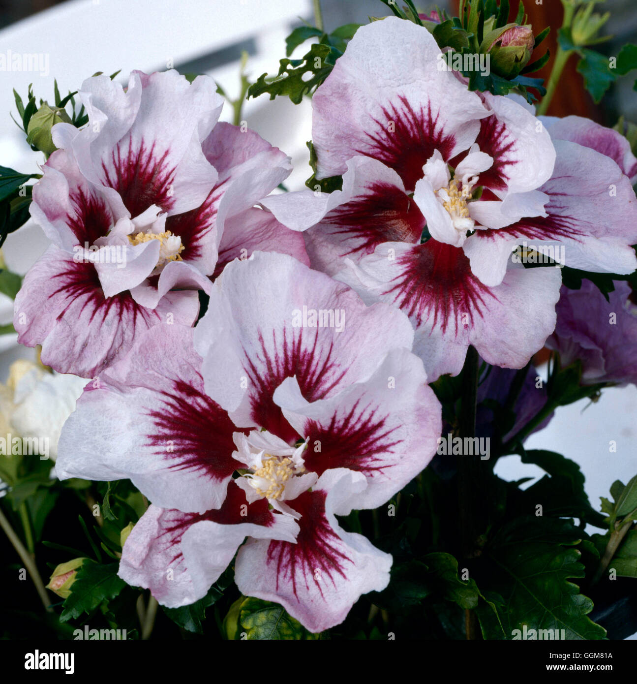 Hibiscus flowering hi-res stock photography and images - Alamy