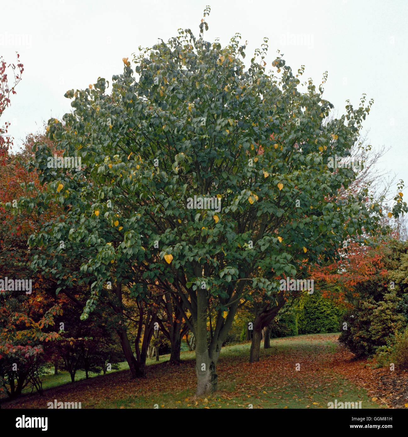 Acer davidii - `George Forrest' AGM TRS067759 Stock Photo - Alamy