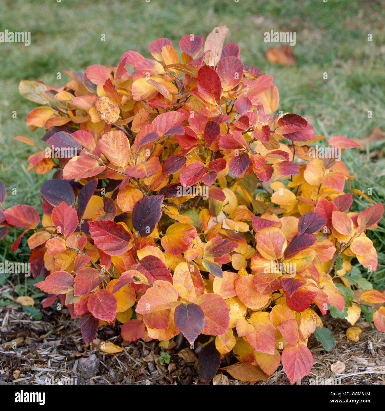 Fothergilla autumn hi-res stock photography and images - Alamy