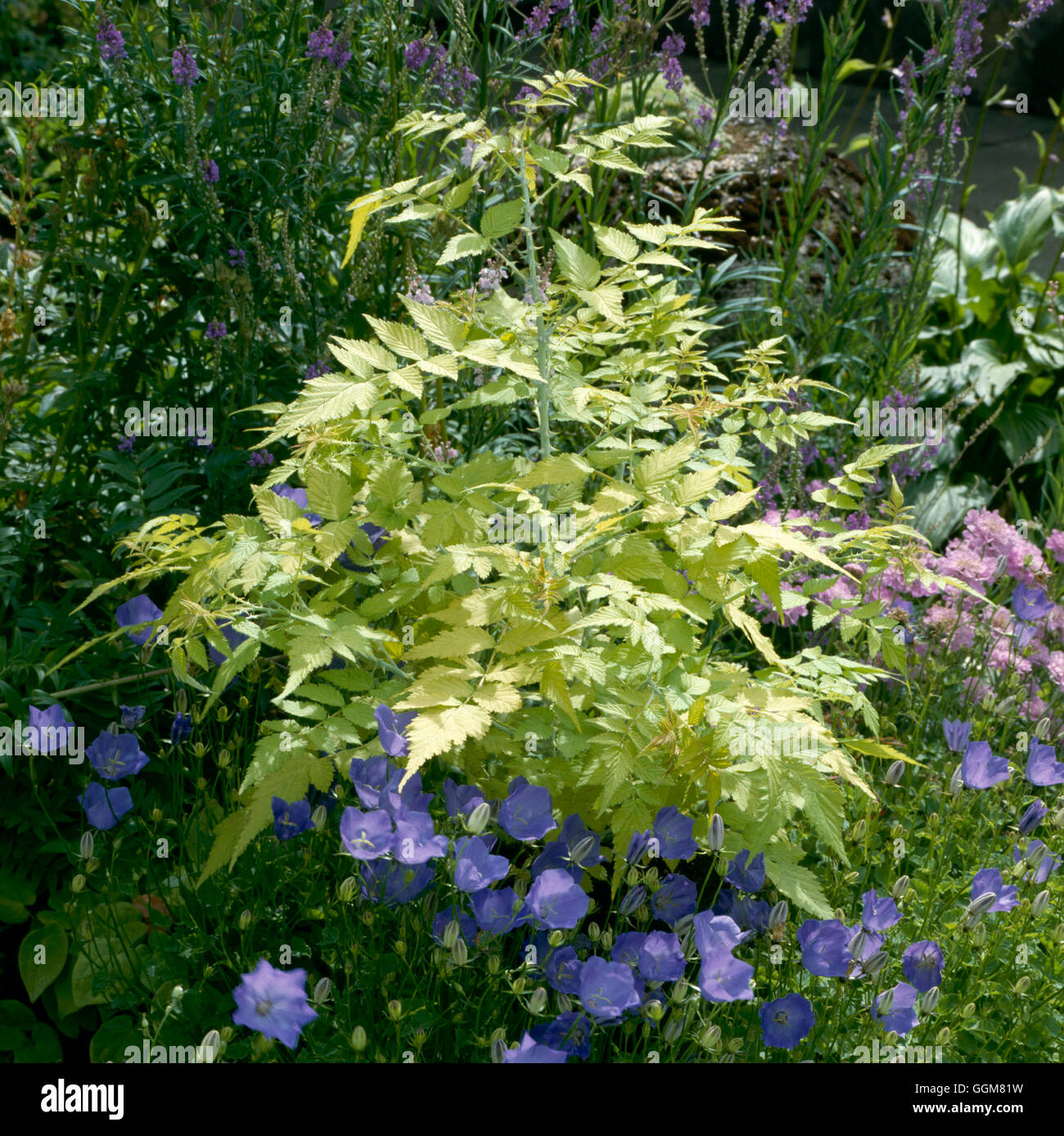 Rubus cockburnianus hi-res stock photography and images - Alamy