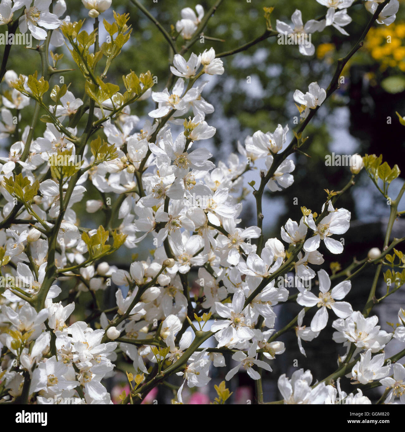 Poncirus trifoliata - in blossom in Spring TRS068208 Stock Photo - Alamy
