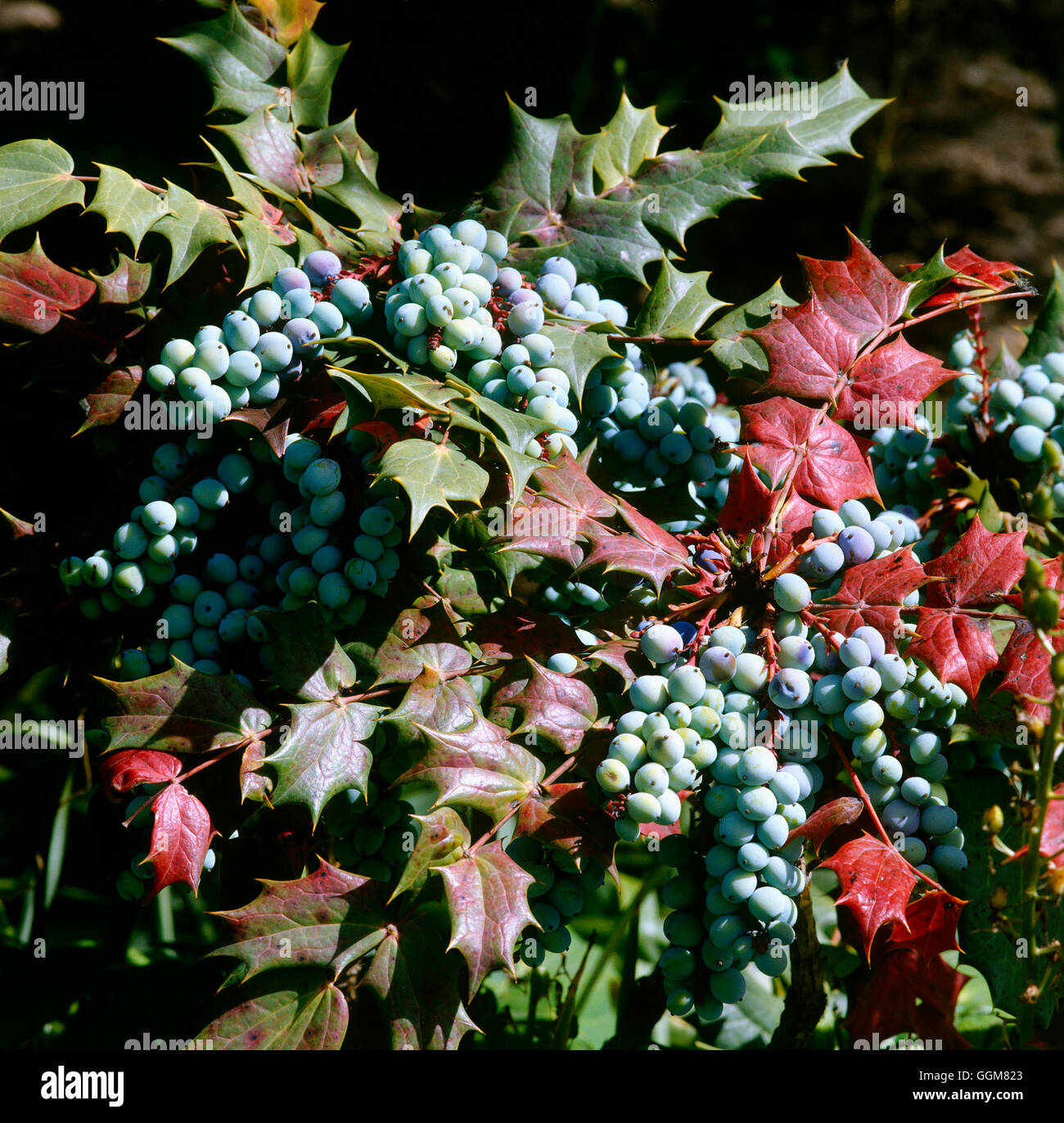 Mahonia japonica AGM - showing fruits TRS068258 Stock Photo - Alamy