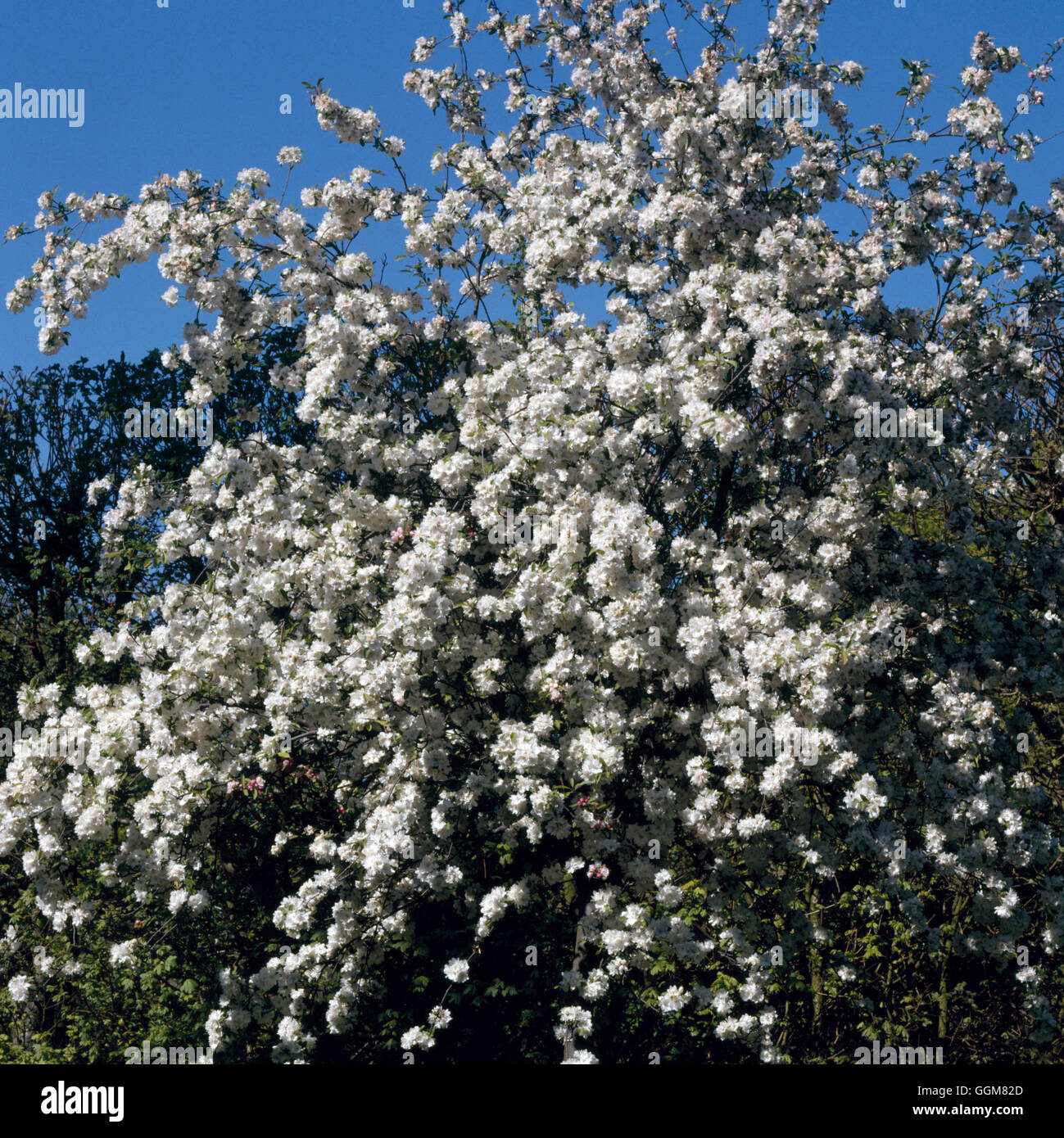 Snowcloud hi-res stock photography and images - Alamy