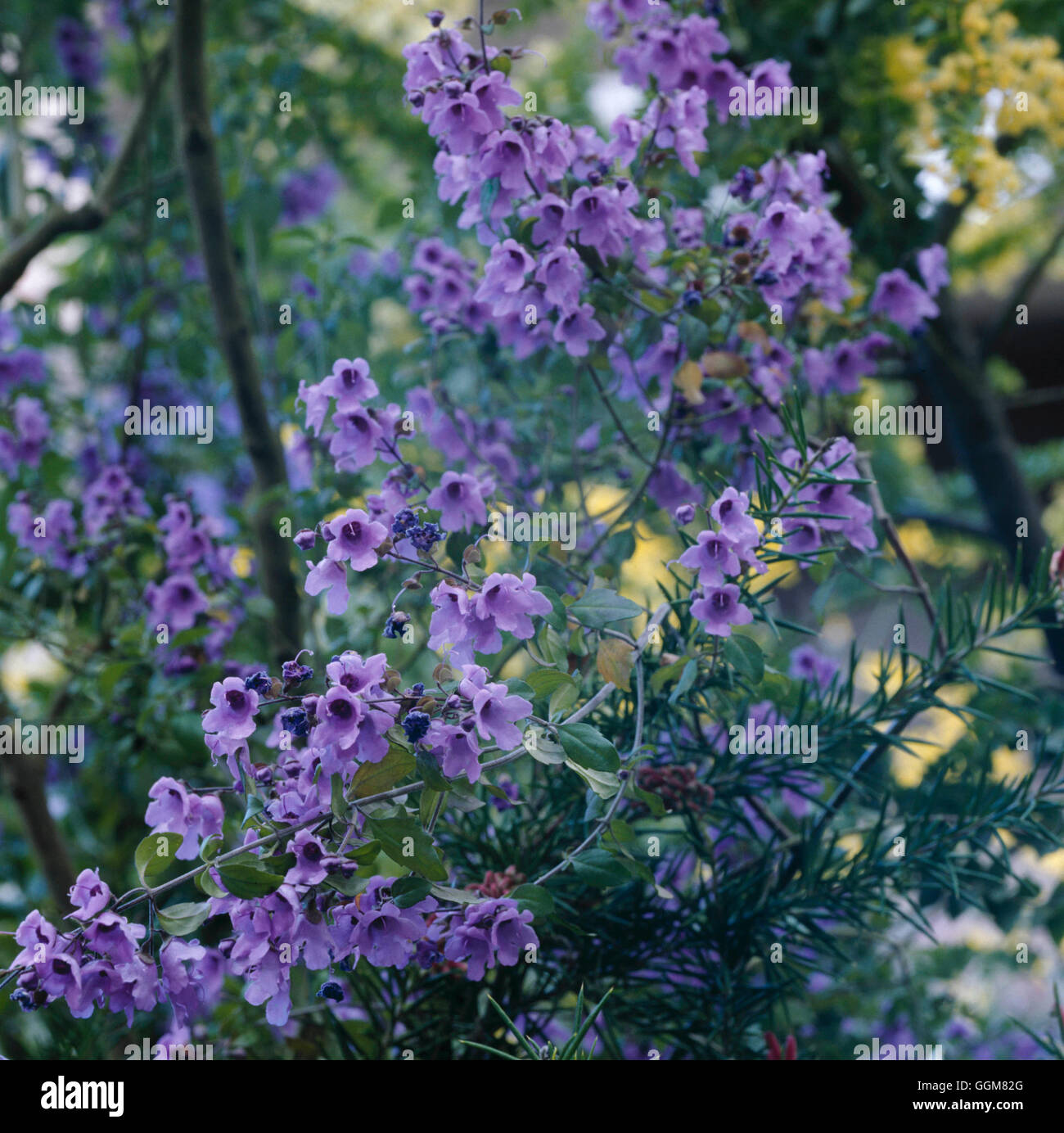 Prostanthera rotundifolia AGM TRS068985 Stock Photo - Alamy