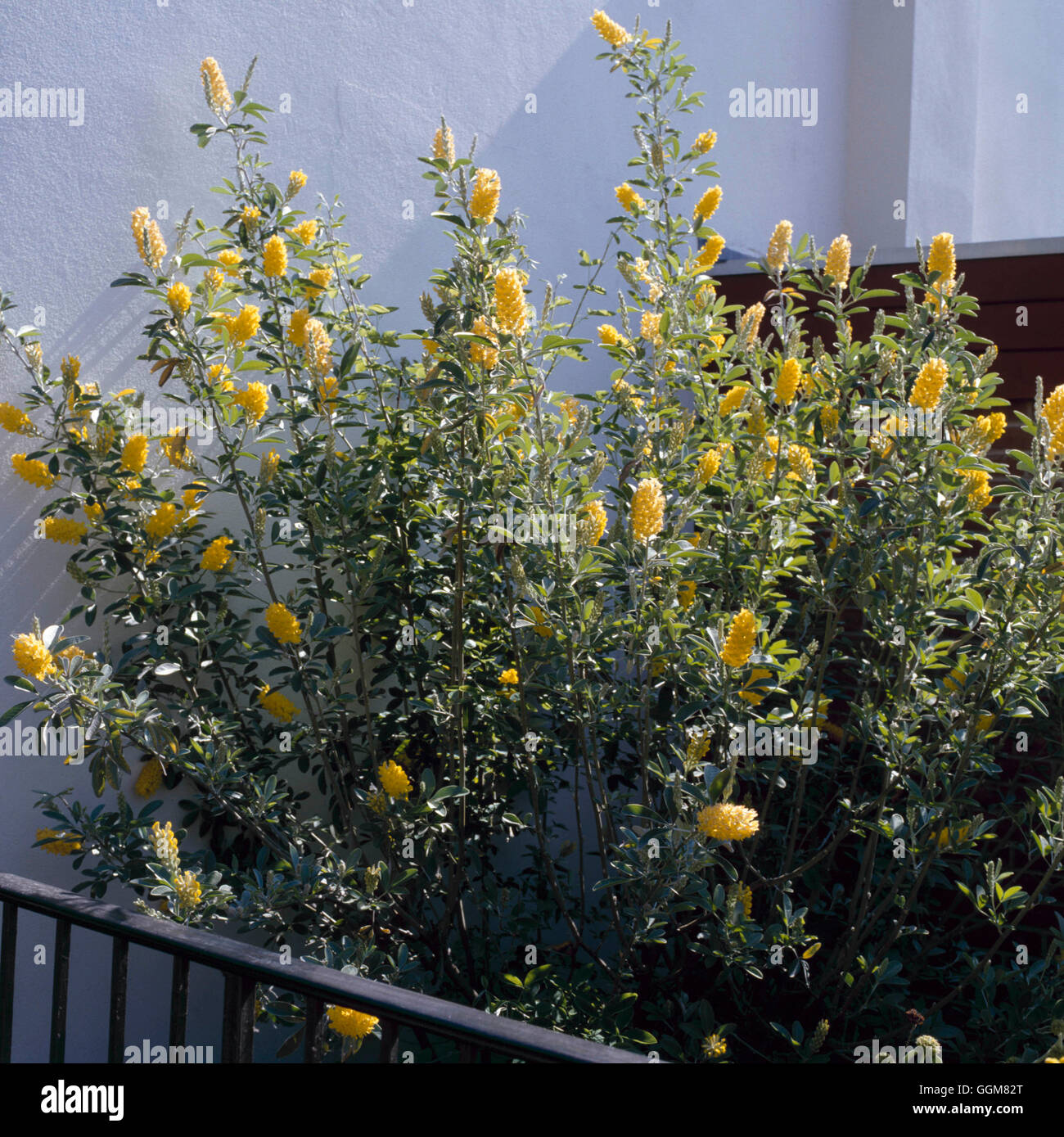 Cytisus battandieri hi-res stock photography and images - Alamy