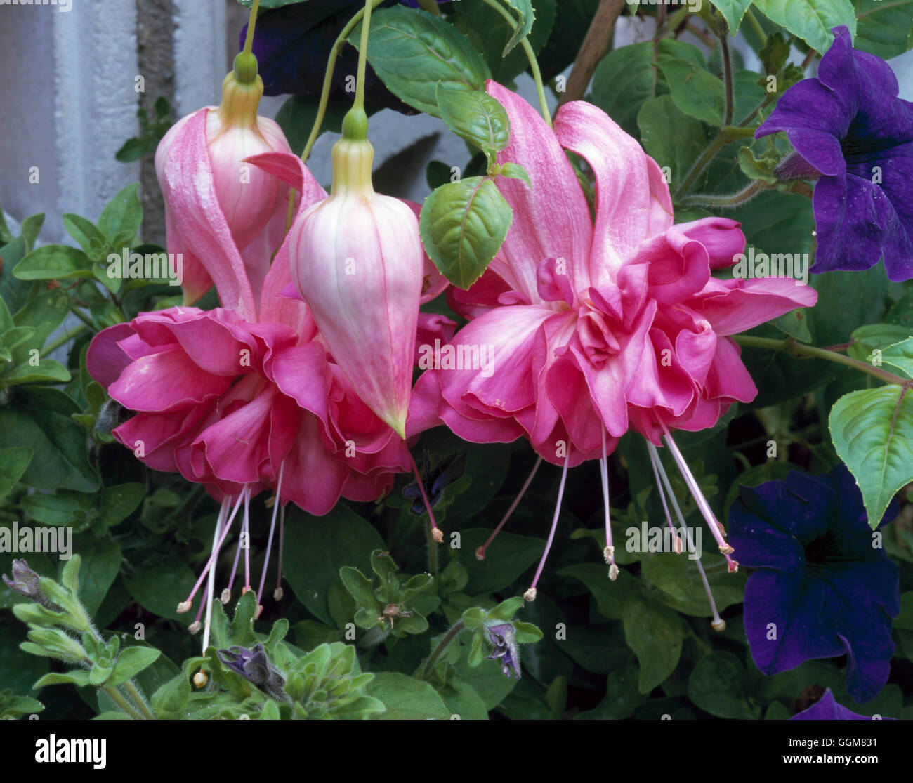 Rozella hi-res stock photography and images - Alamy