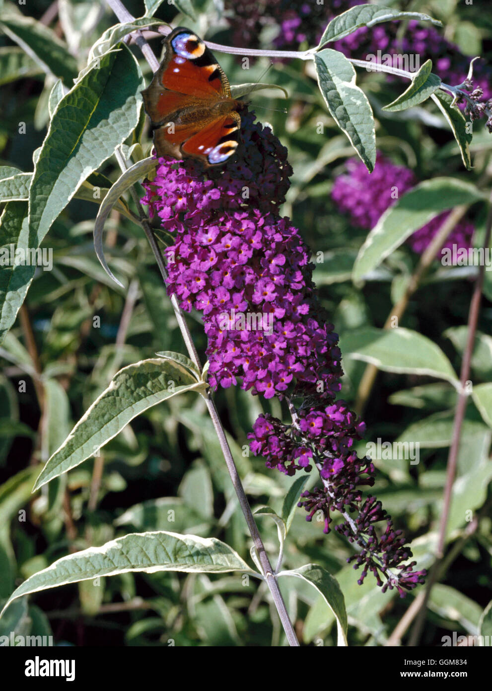 Buddleja davidii - `Harlequin' TRS070838 Stock Photo - Alamy