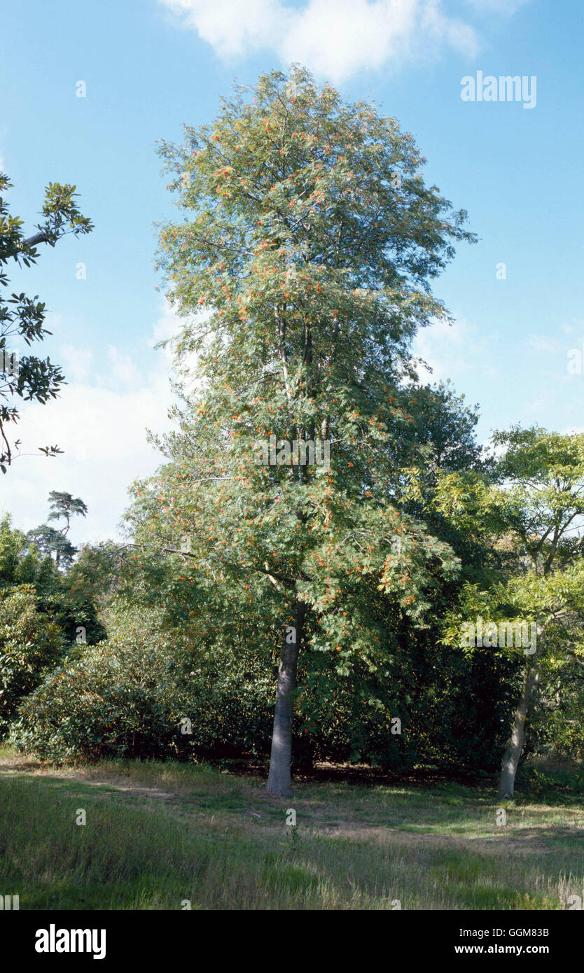 Sorbus commixta hi-res stock photography and images - Alamy