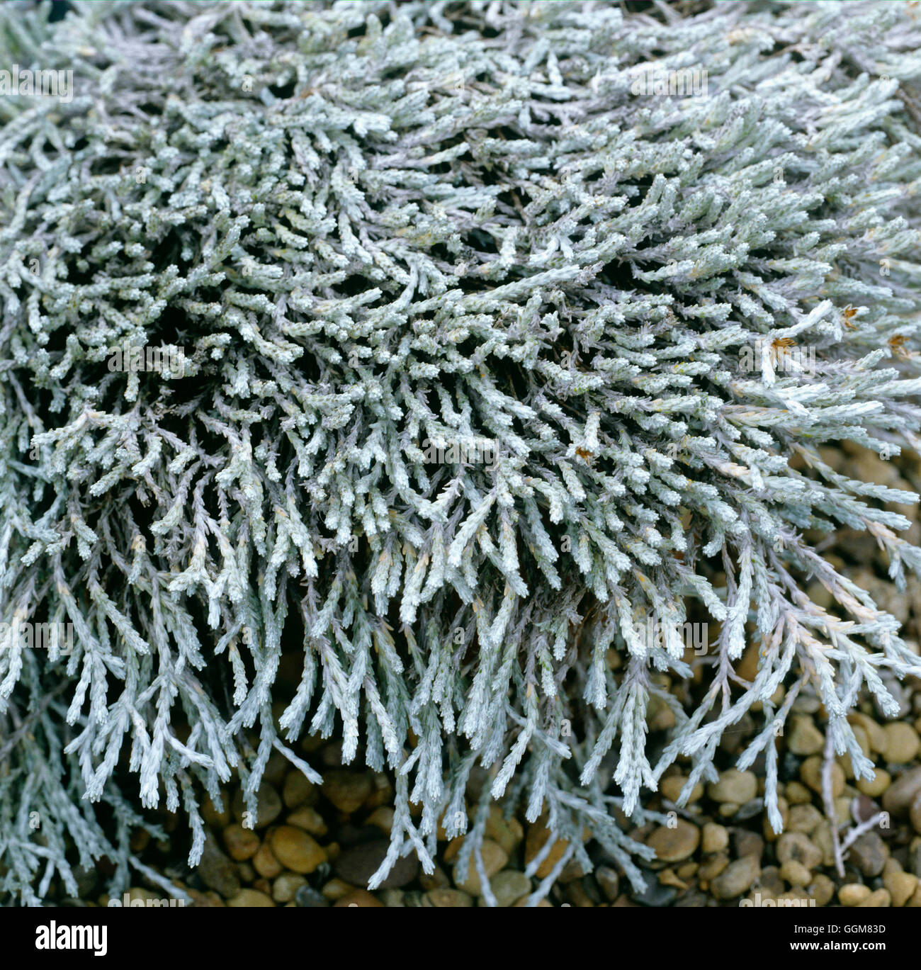 Ozothamnus hi-res stock photography and images - Alamy