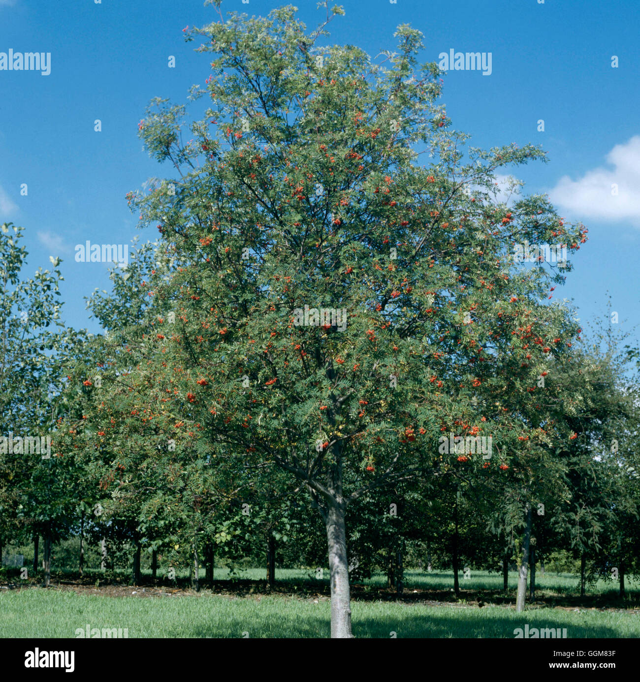 Sorbus aucuparia - `Aspleniifolia' TRS071953 Stock Photo - Alamy