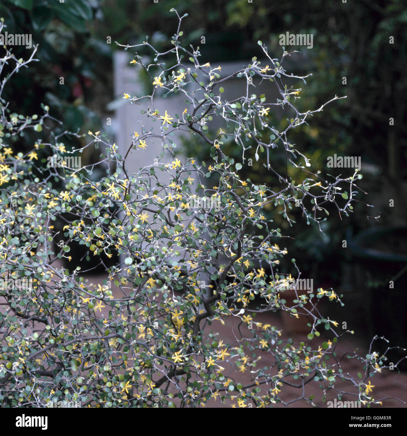 Corokia cotoneaster - Wire Netting Bush TRS072864 Stock Photo - Alamy