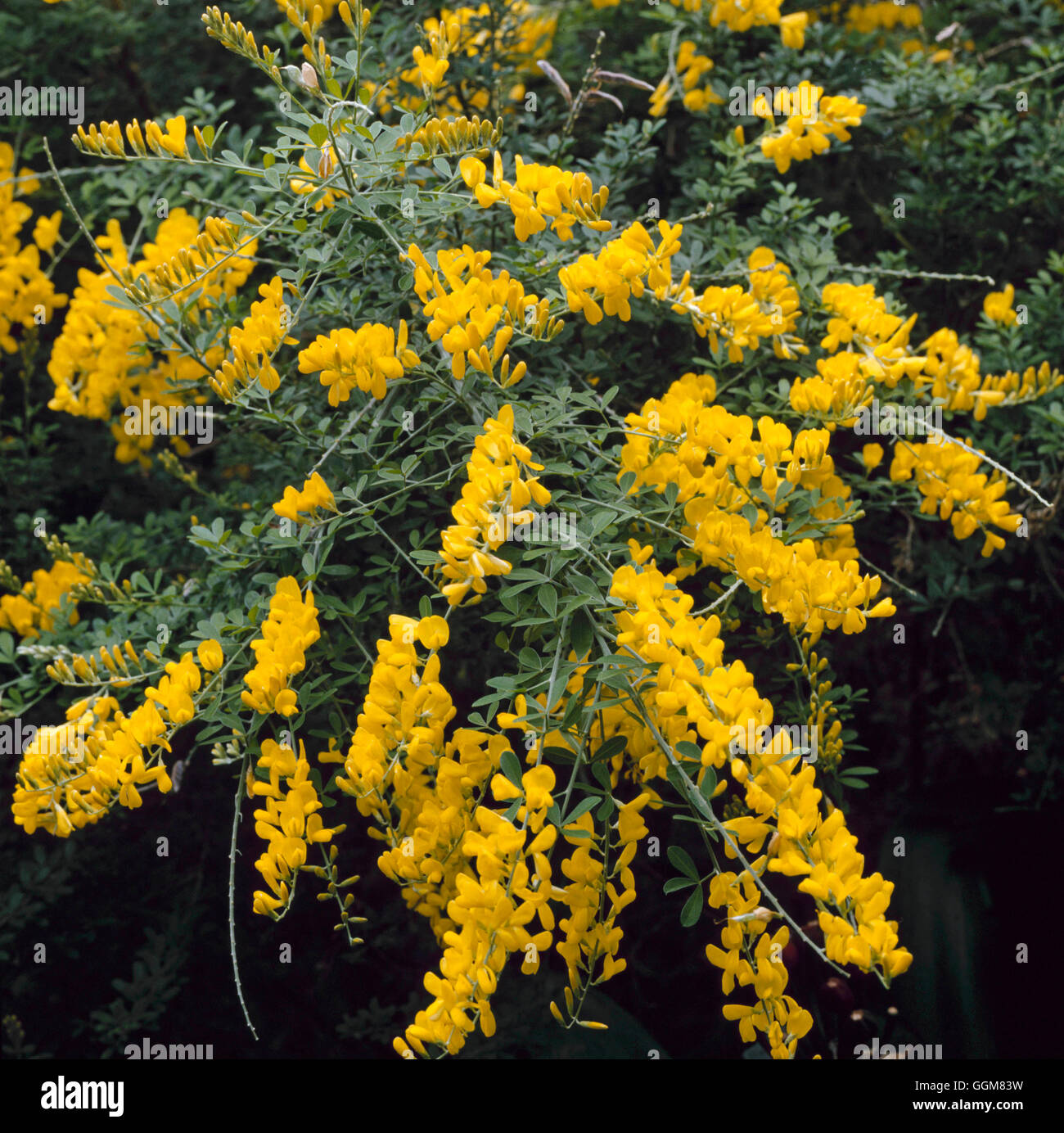 Genista canariensis TRS073162 Stock Photo - Alamy