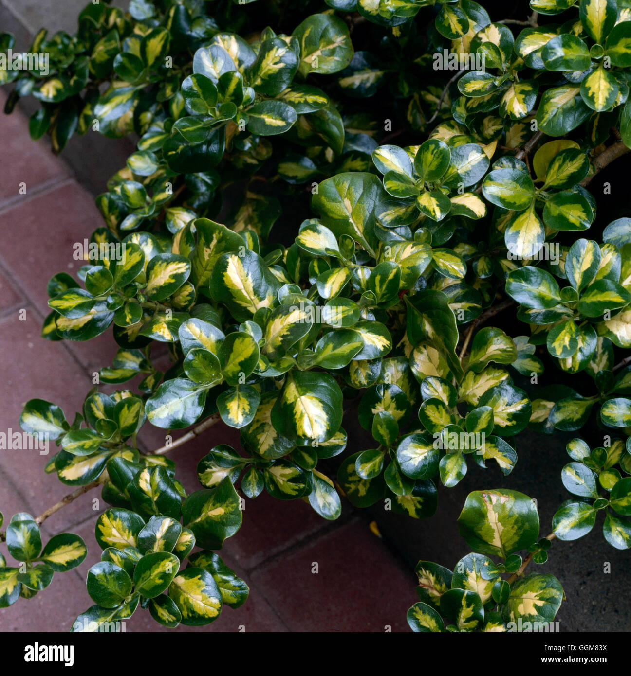 Coprosma baueri hi-res stock photography and images - Alamy